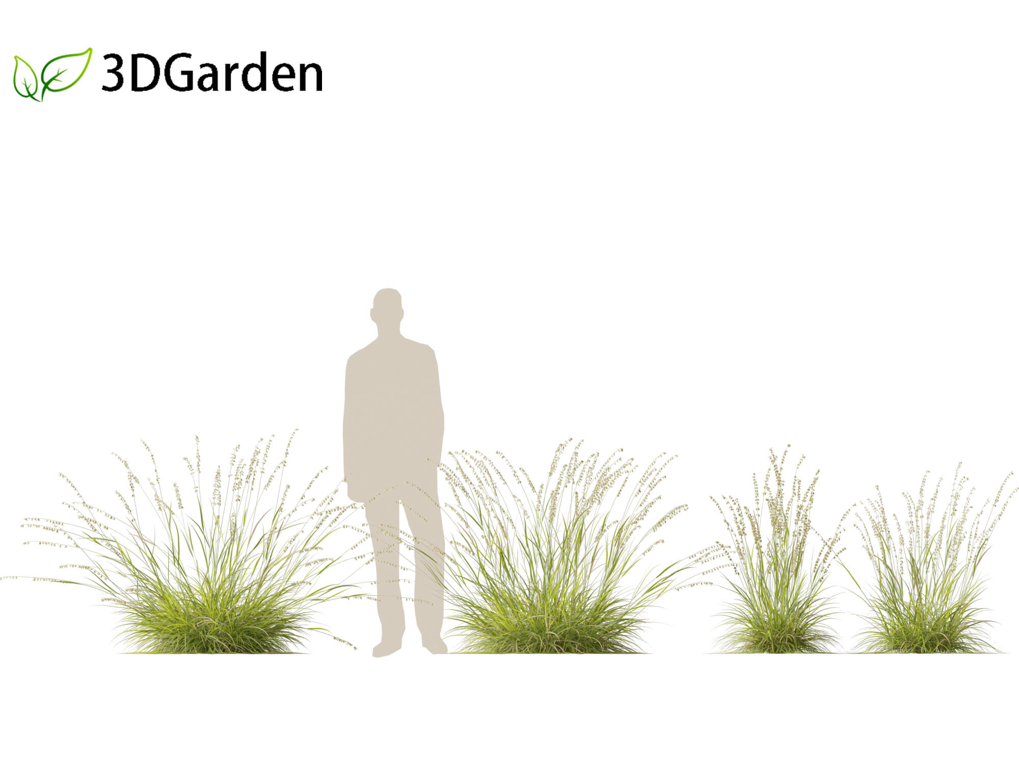 Bouteloua Curtipendula - Sideoats Grama 01 3D Model by 3dgardenplants