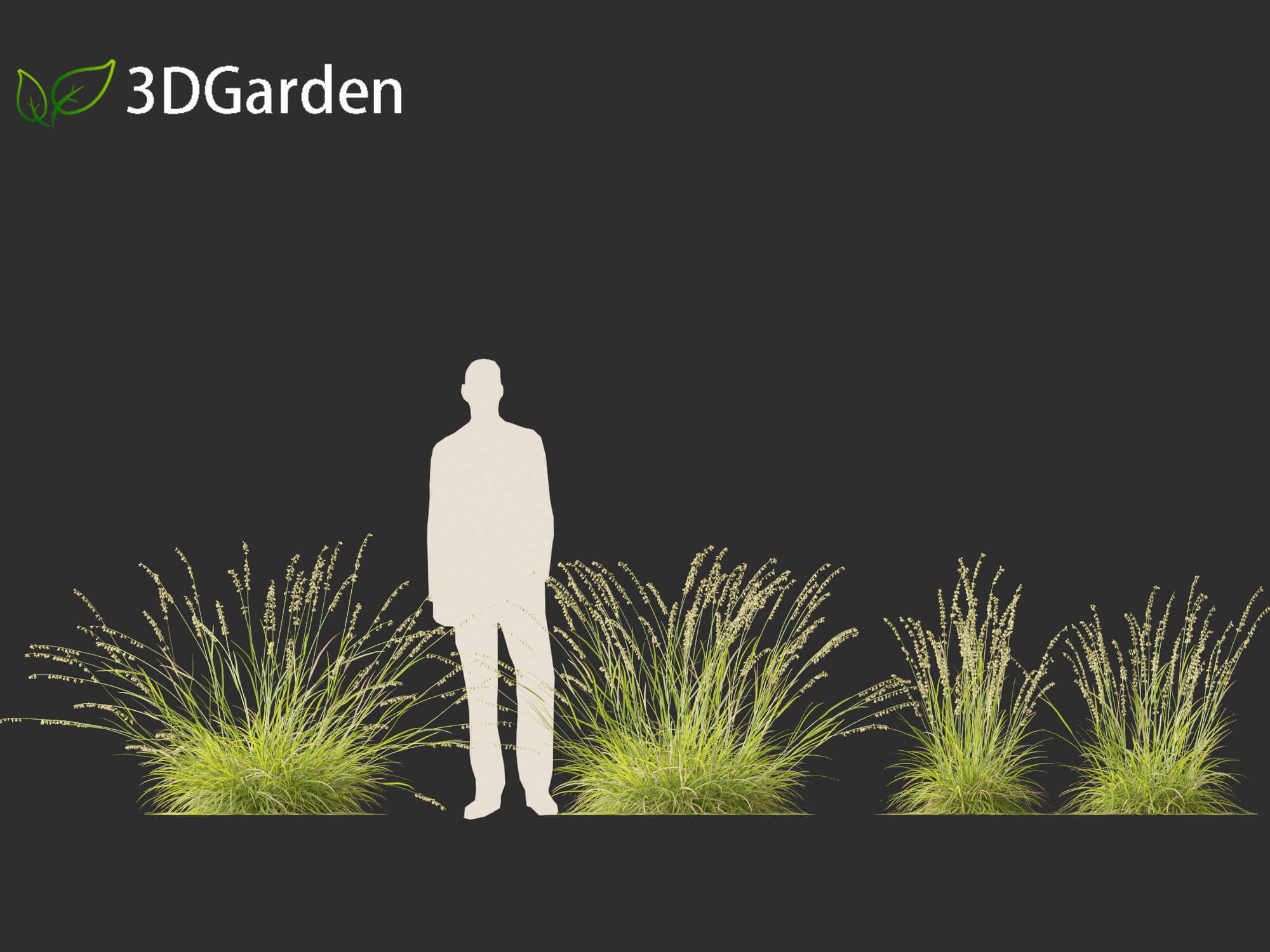 Bouteloua Curtipendula - Sideoats Grama 01 3D Model by 3dgardenplants