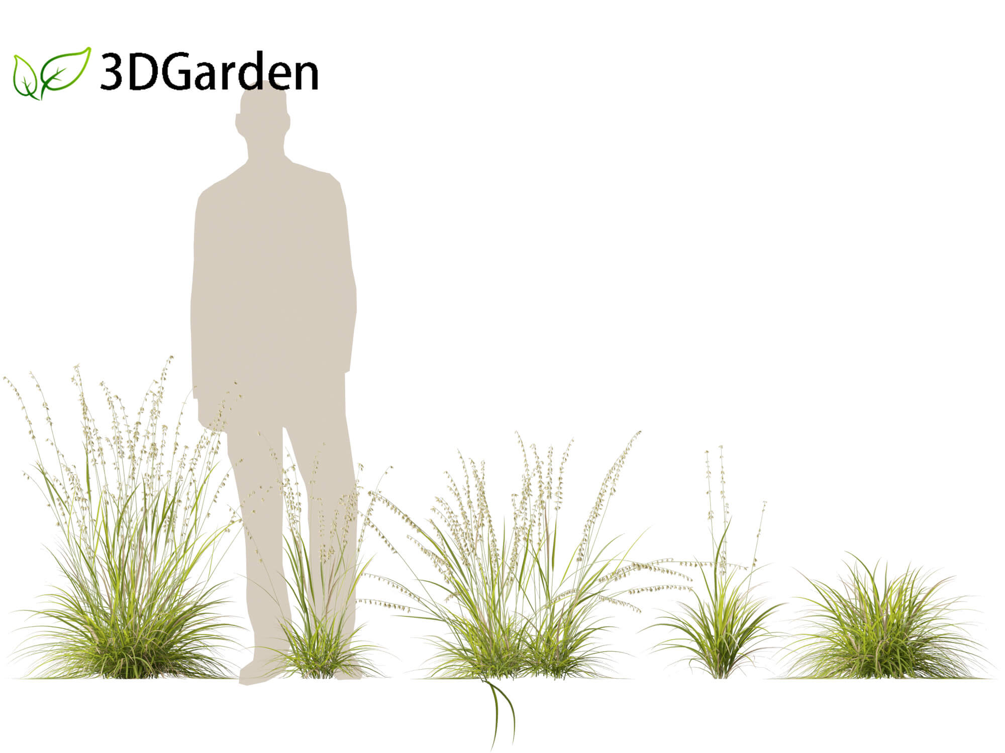 Bouteloua Curtipendula - Sideoats Grama 01 3D Model by 3dgardenplants