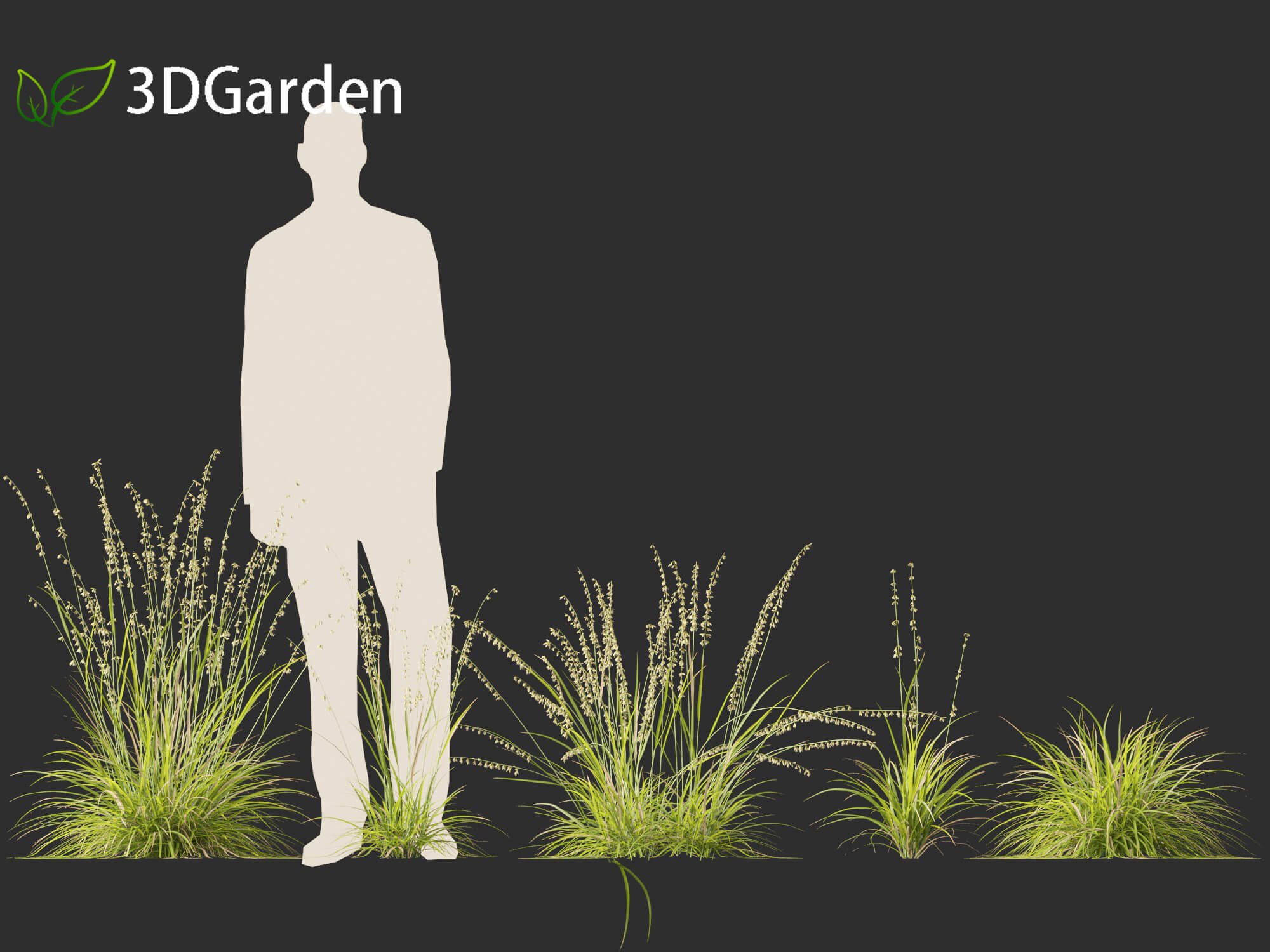 Bouteloua Curtipendula - Sideoats Grama 01 3D Model by 3dgardenplants