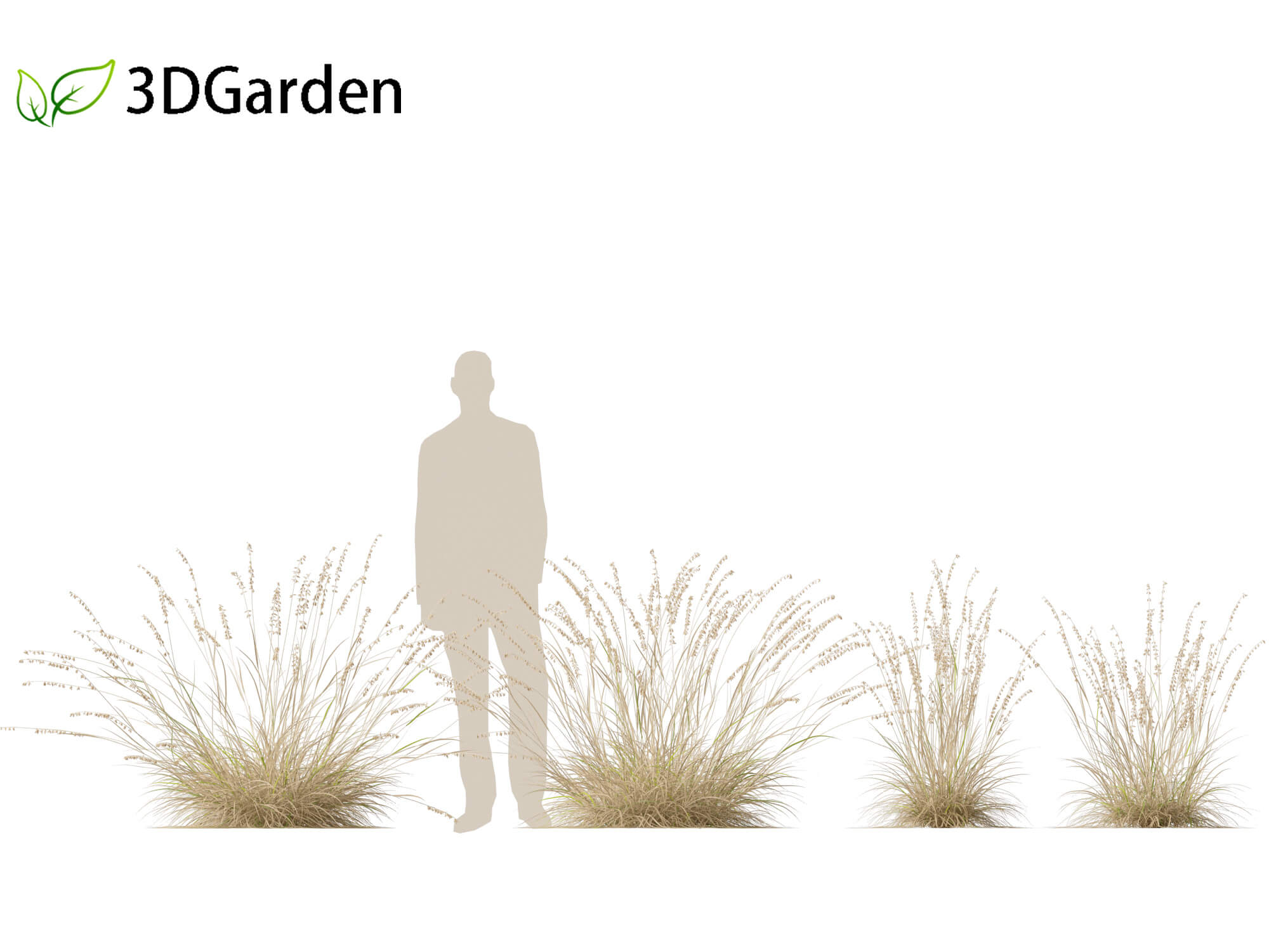 Bouteloua Curtipendula - Sideoats Grama 01 3D Model by 3dgardenplants