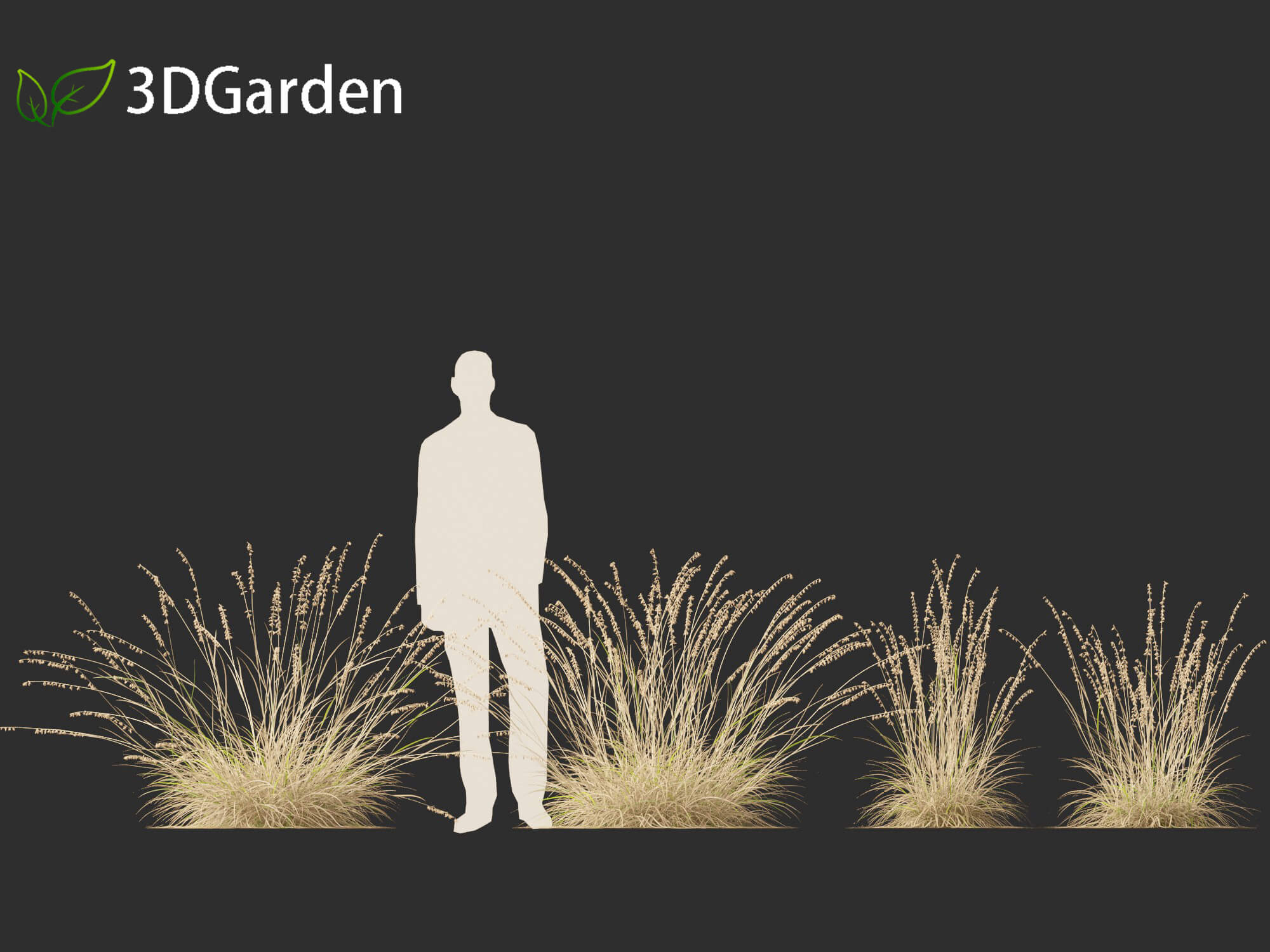 Bouteloua Curtipendula - Sideoats Grama 01 3D Model by 3dgardenplants