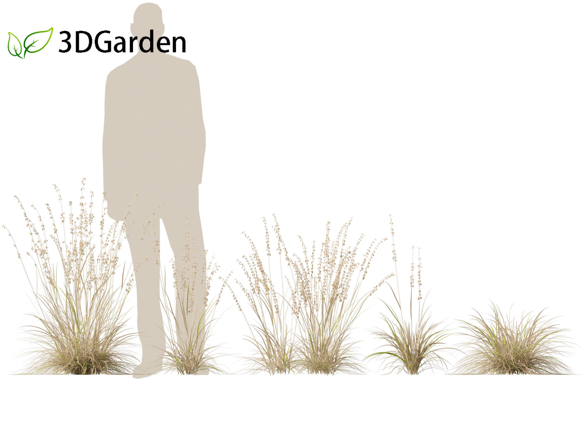 Bouteloua Curtipendula - Sideoats Grama 01 3D Model by 3dgardenplants