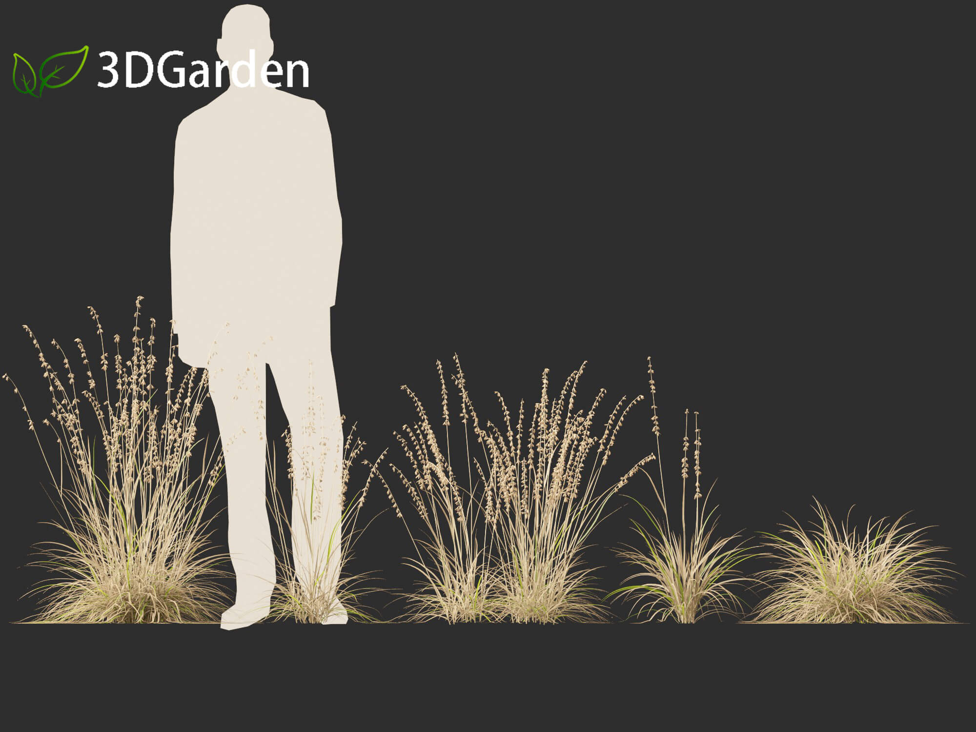 Bouteloua Curtipendula - Sideoats Grama 01 3D Model by 3dgardenplants