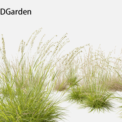 Bouteloua Curtipendula - Sideoats Grama 01 3D Model by 3dgardenplants