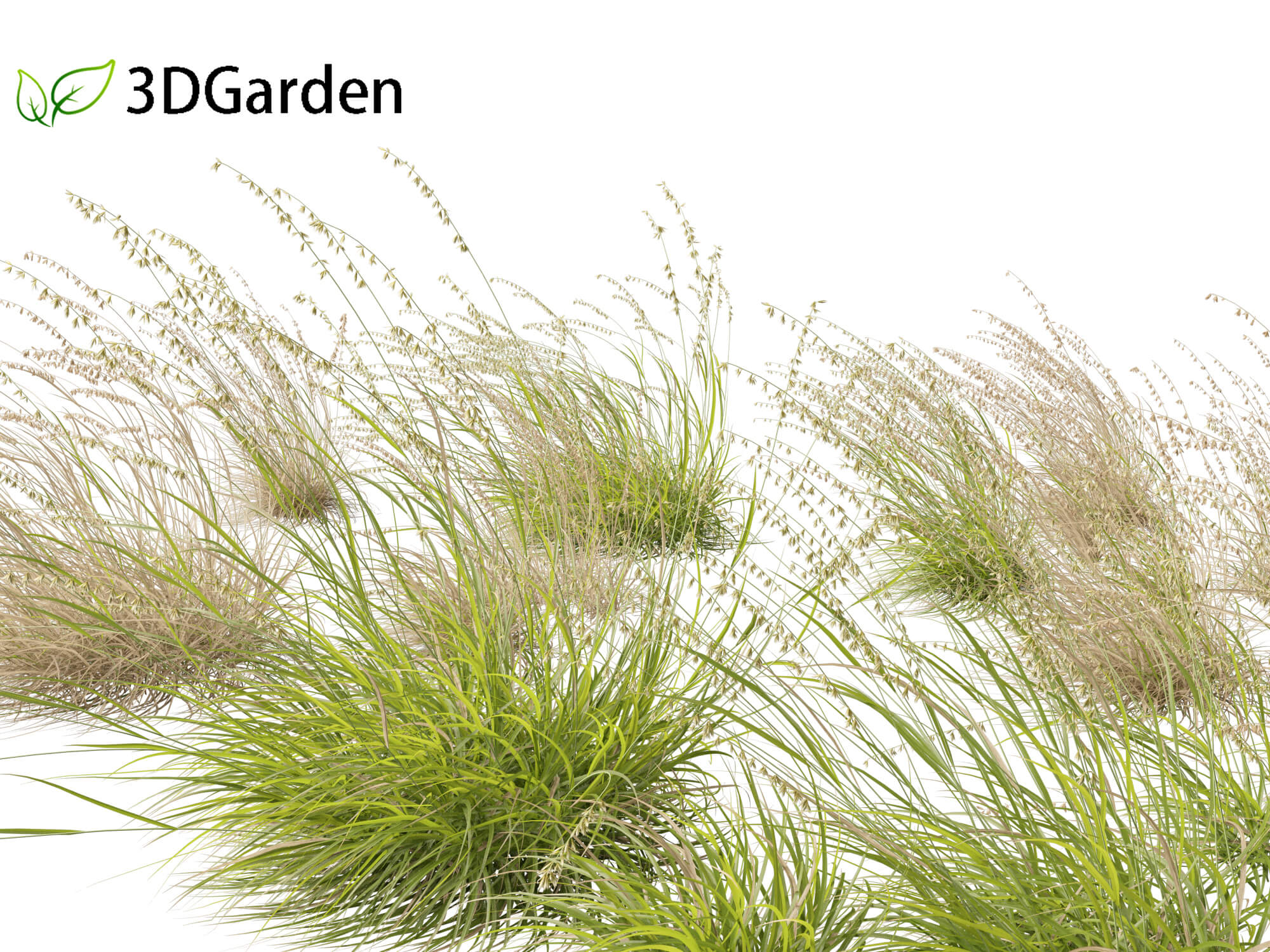 Bouteloua Curtipendula - Sideoats Grama 02 3D Model by 3dgardenplants