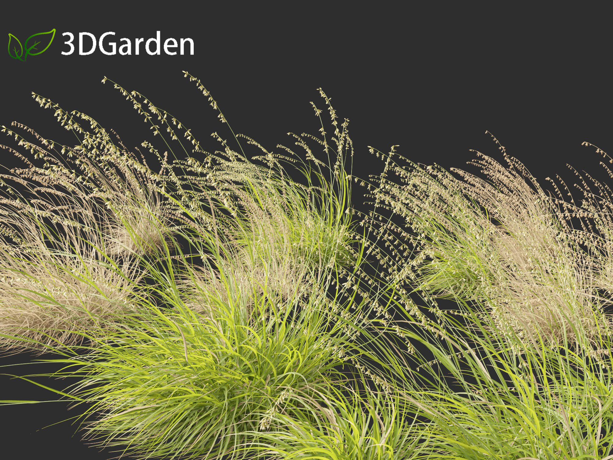 Bouteloua Curtipendula - Sideoats Grama 02 3D Model by 3dgardenplants