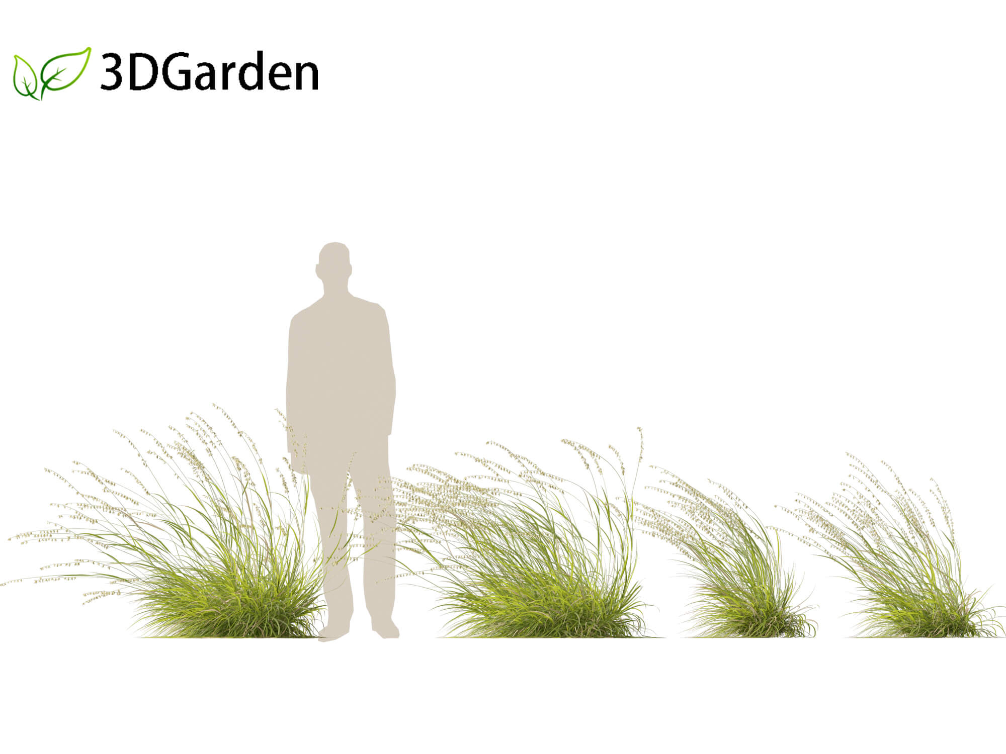 Bouteloua Curtipendula - Sideoats Grama 02 3D Model by 3dgardenplants