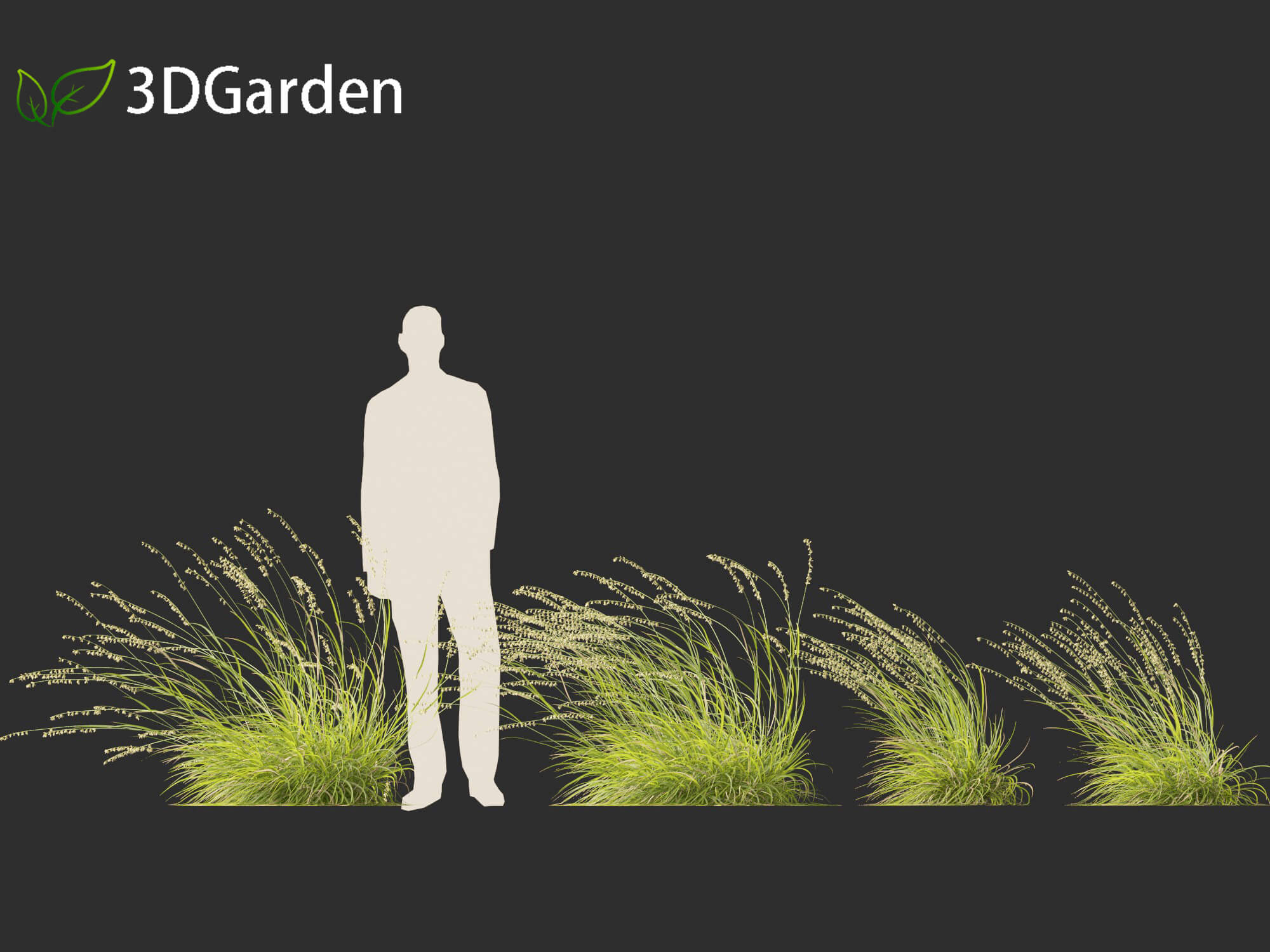 Bouteloua Curtipendula - Sideoats Grama 02 3D Model by 3dgardenplants