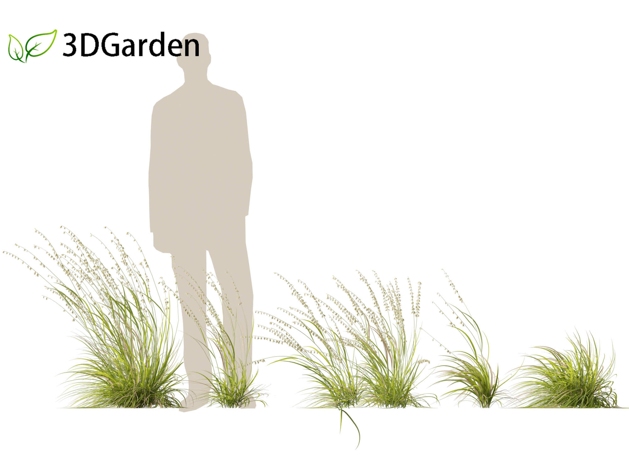 Bouteloua Curtipendula - Sideoats Grama 02 3D Model by 3dgardenplants