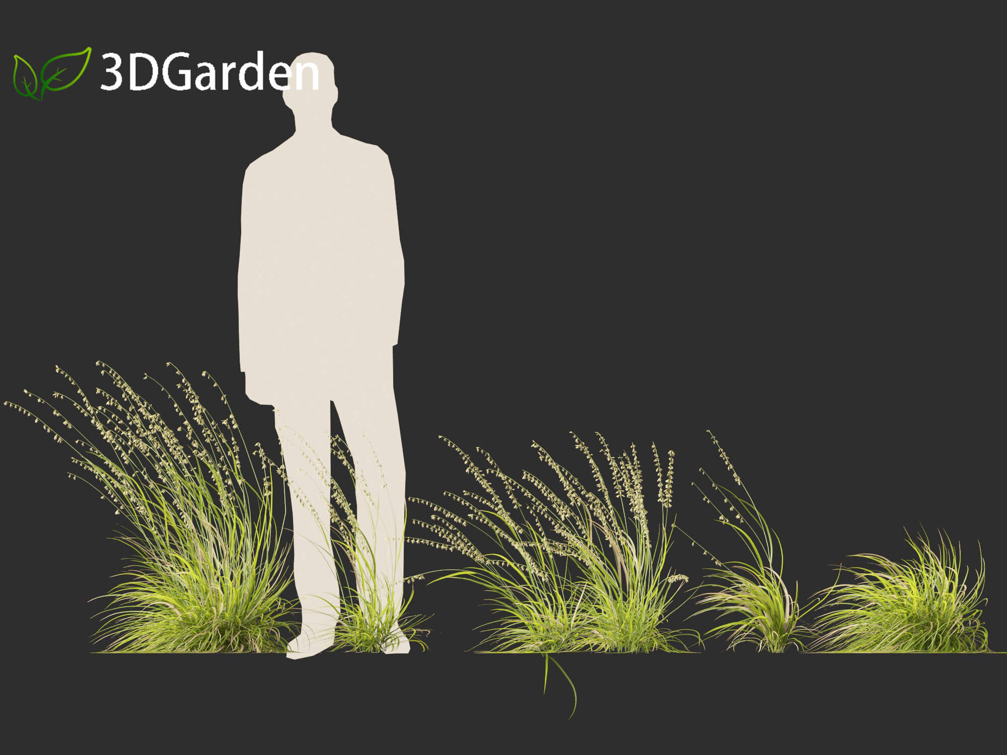 Bouteloua Curtipendula - Sideoats Grama 02 3D Model by 3dgardenplants