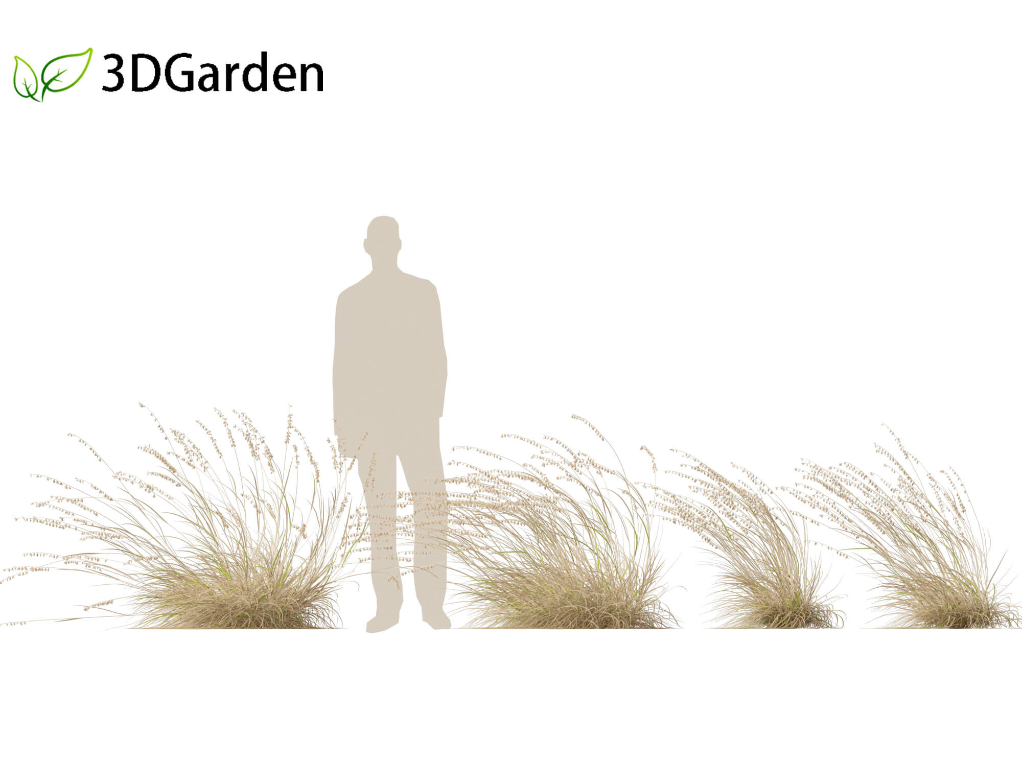 Bouteloua Curtipendula - Sideoats Grama 02 3D Model by 3dgardenplants