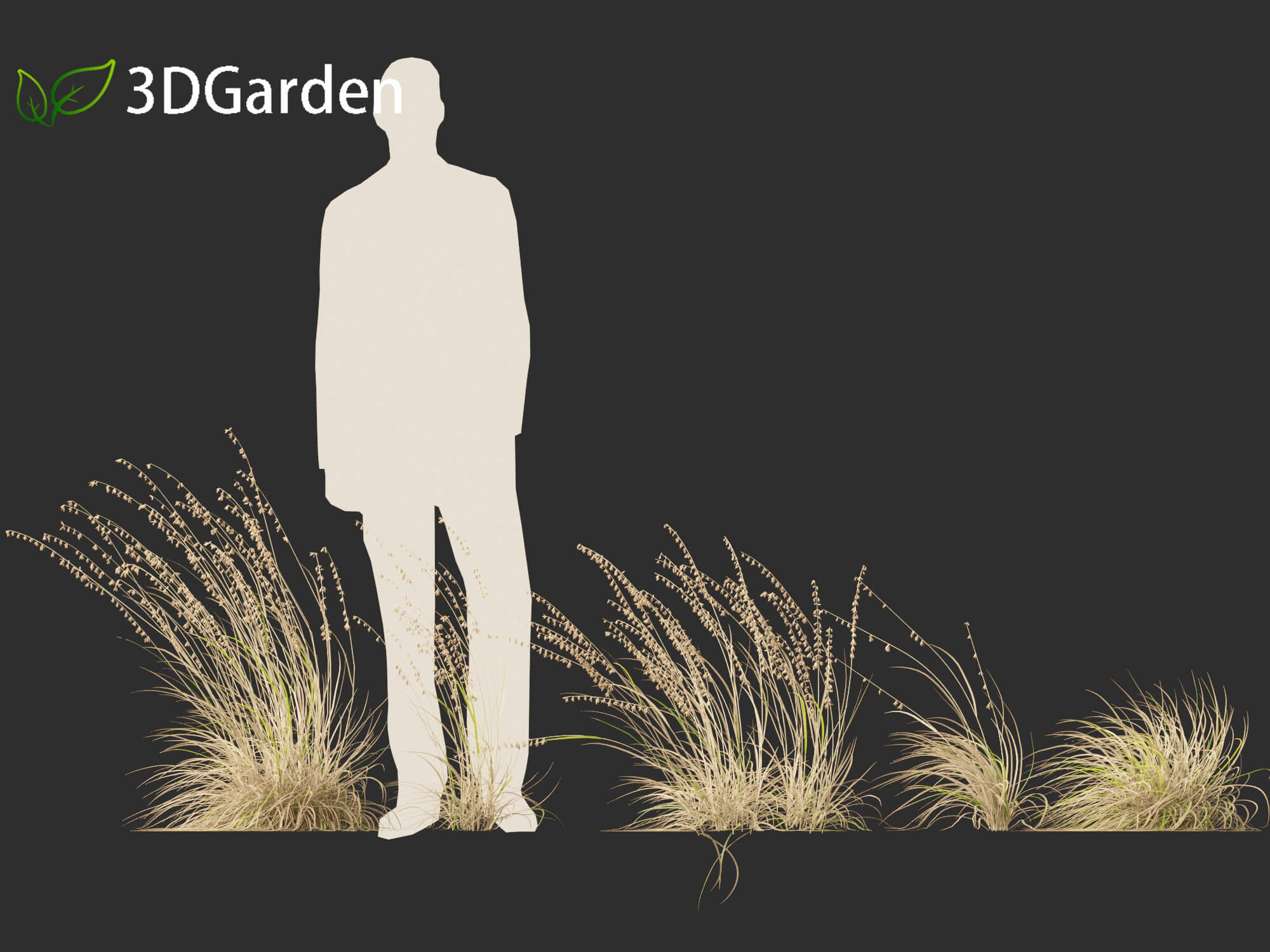 Bouteloua Curtipendula - Sideoats Grama 02 3D Model by 3dgardenplants