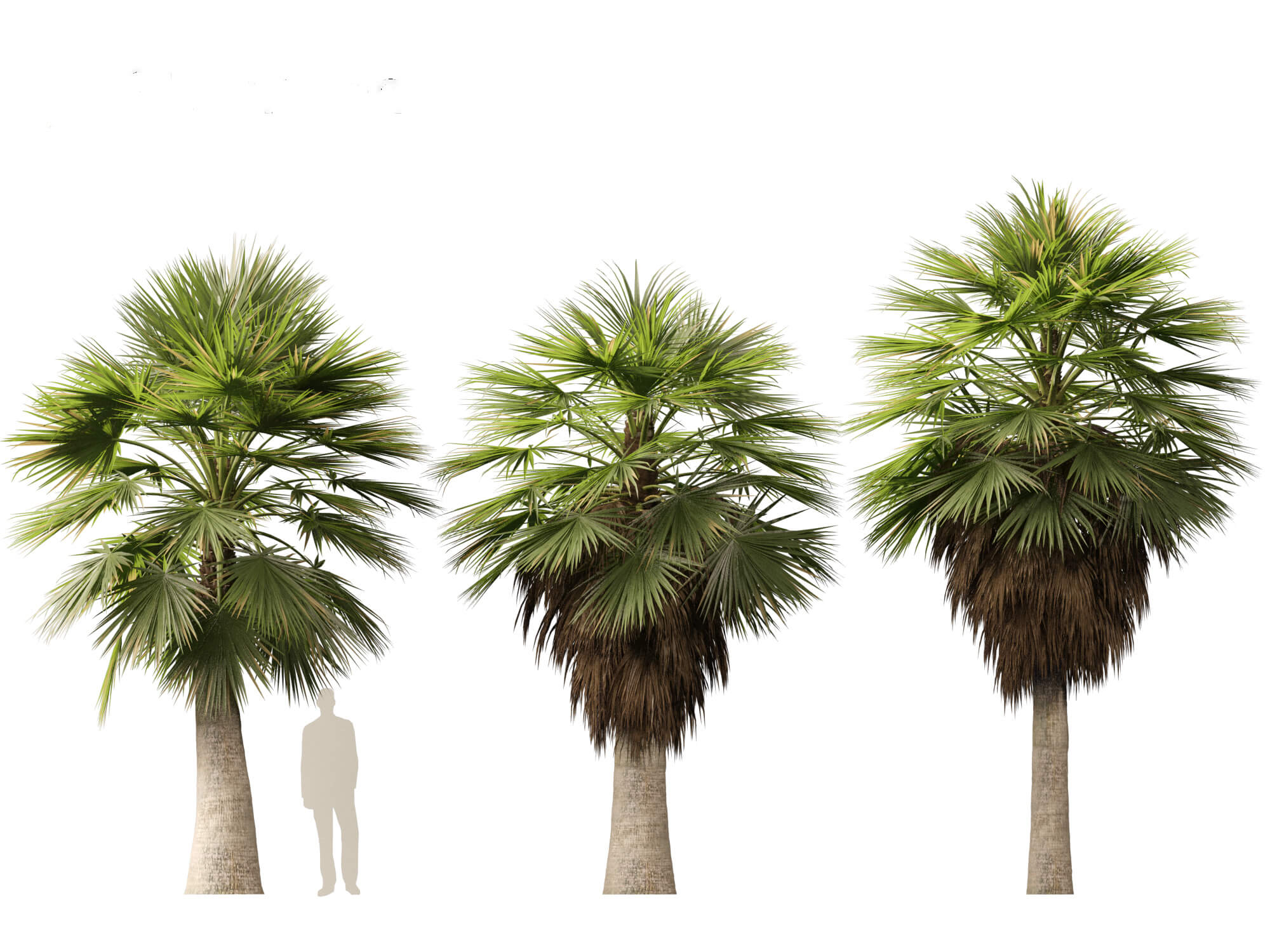 Brahea Armata - Mexican Blue Palm 01 3D Model by 3dgardenplants