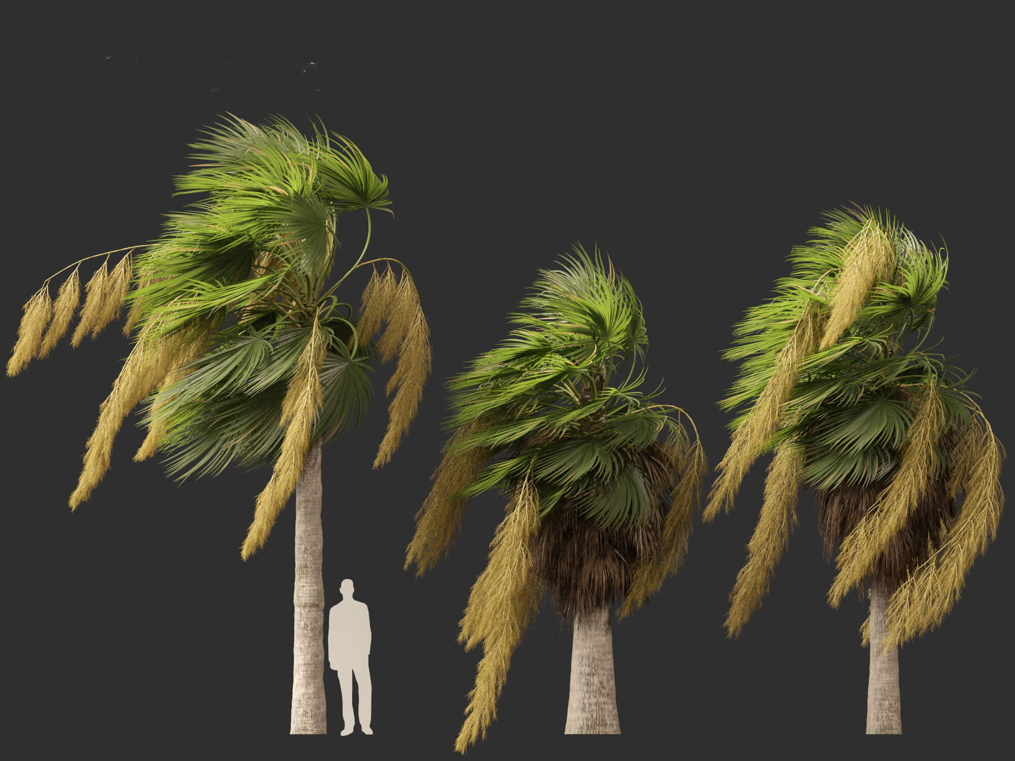 Brahea Armata - Mexican Blue Palm 04 3D Model by 3dgardenplants