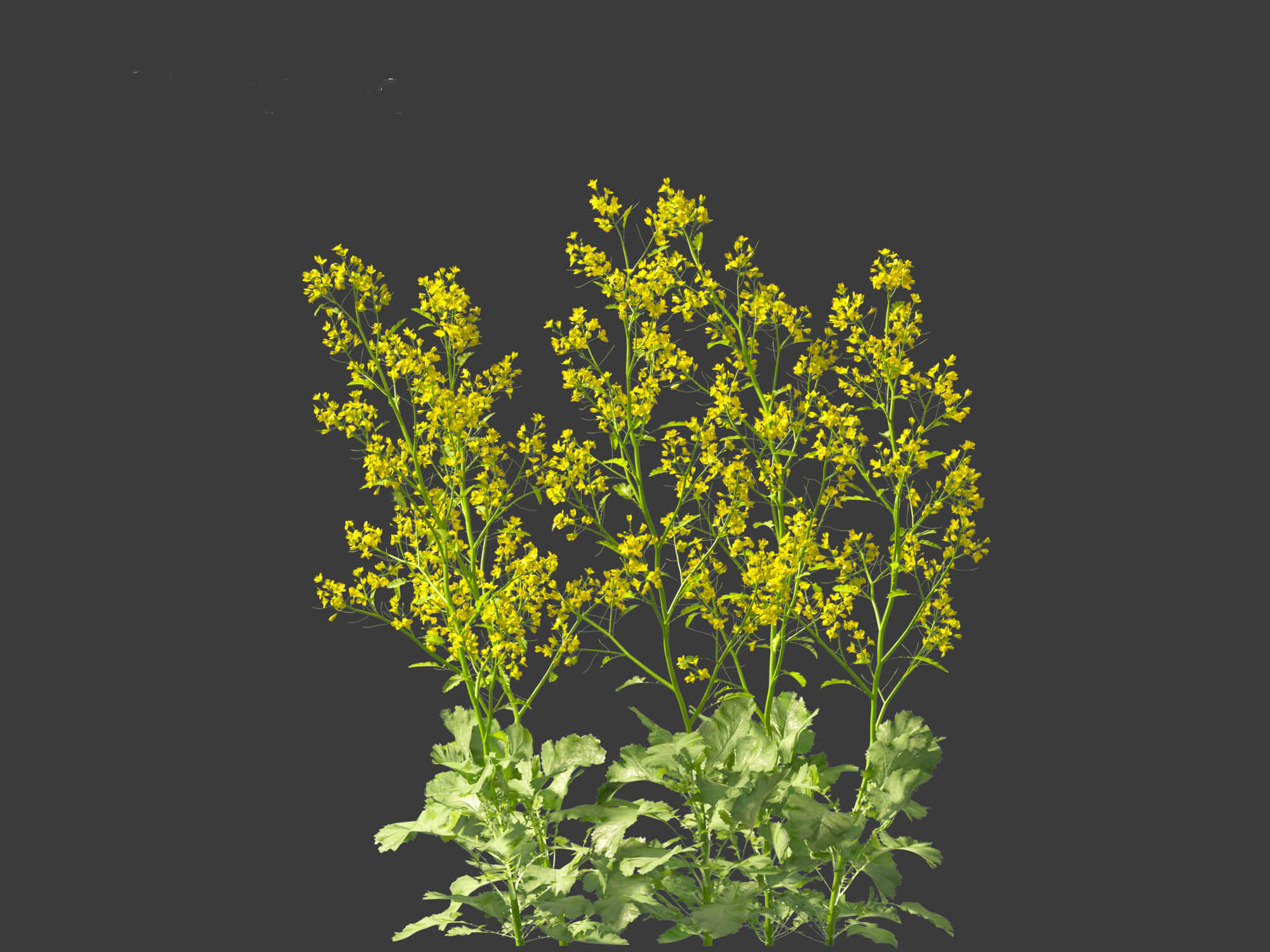 Brassica Juncea - Chinese Mustard 3D Model by 3dgardenplants