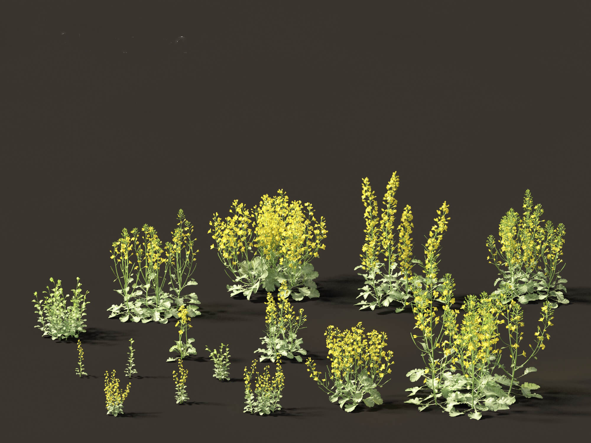 Brassica Napus - Rapeseed 3D Model by 3dgardenplants