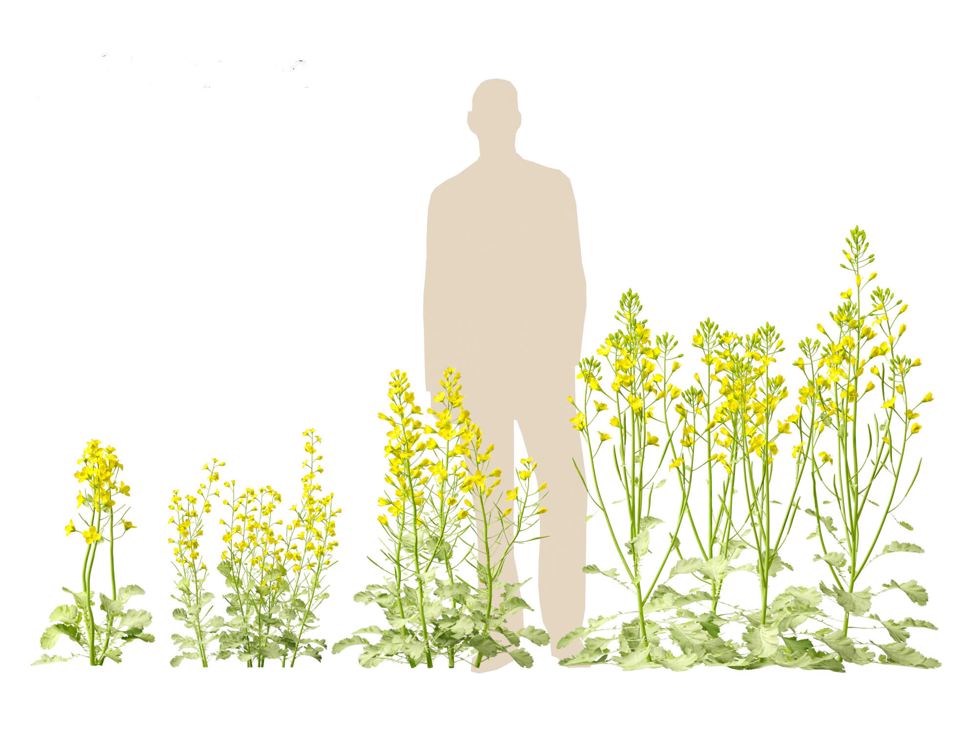 Brassica Napus - Rapeseed 3D Model by 3dgardenplants