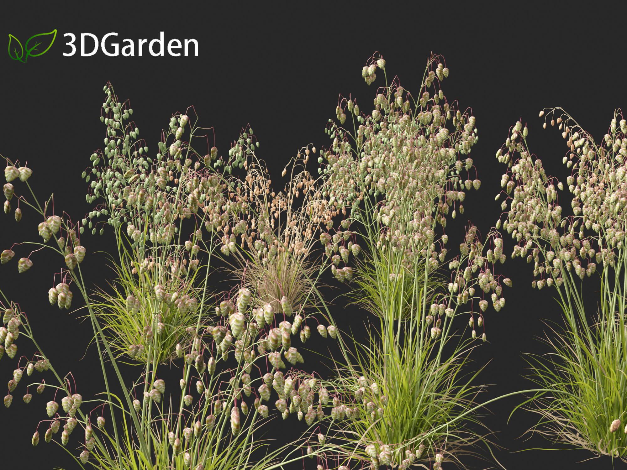 Briza Media - Common Quaking Grass 01 3D Model by 3dgardenplants