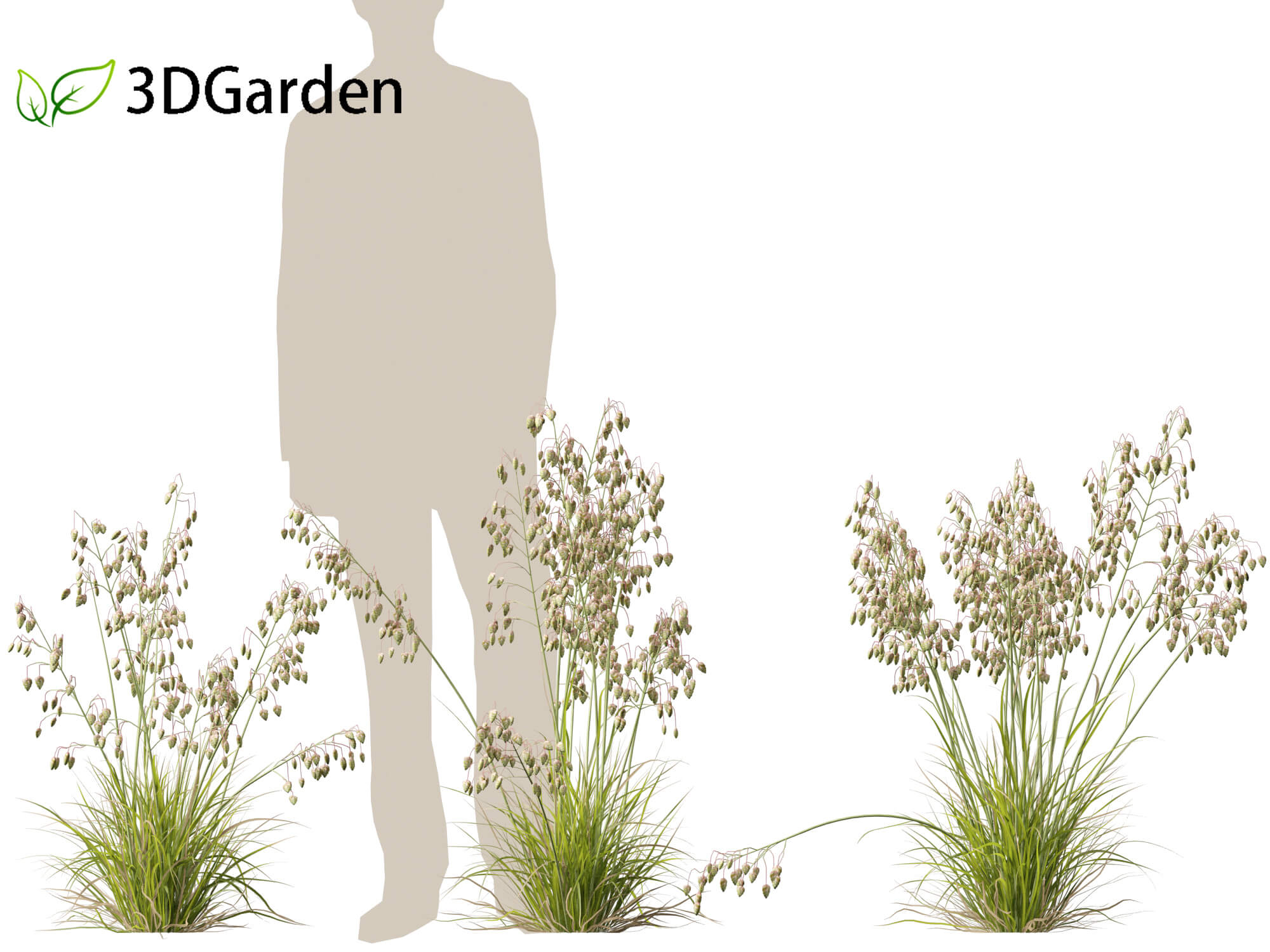Briza Media - Common Quaking Grass 01 3D Model by 3dgardenplants