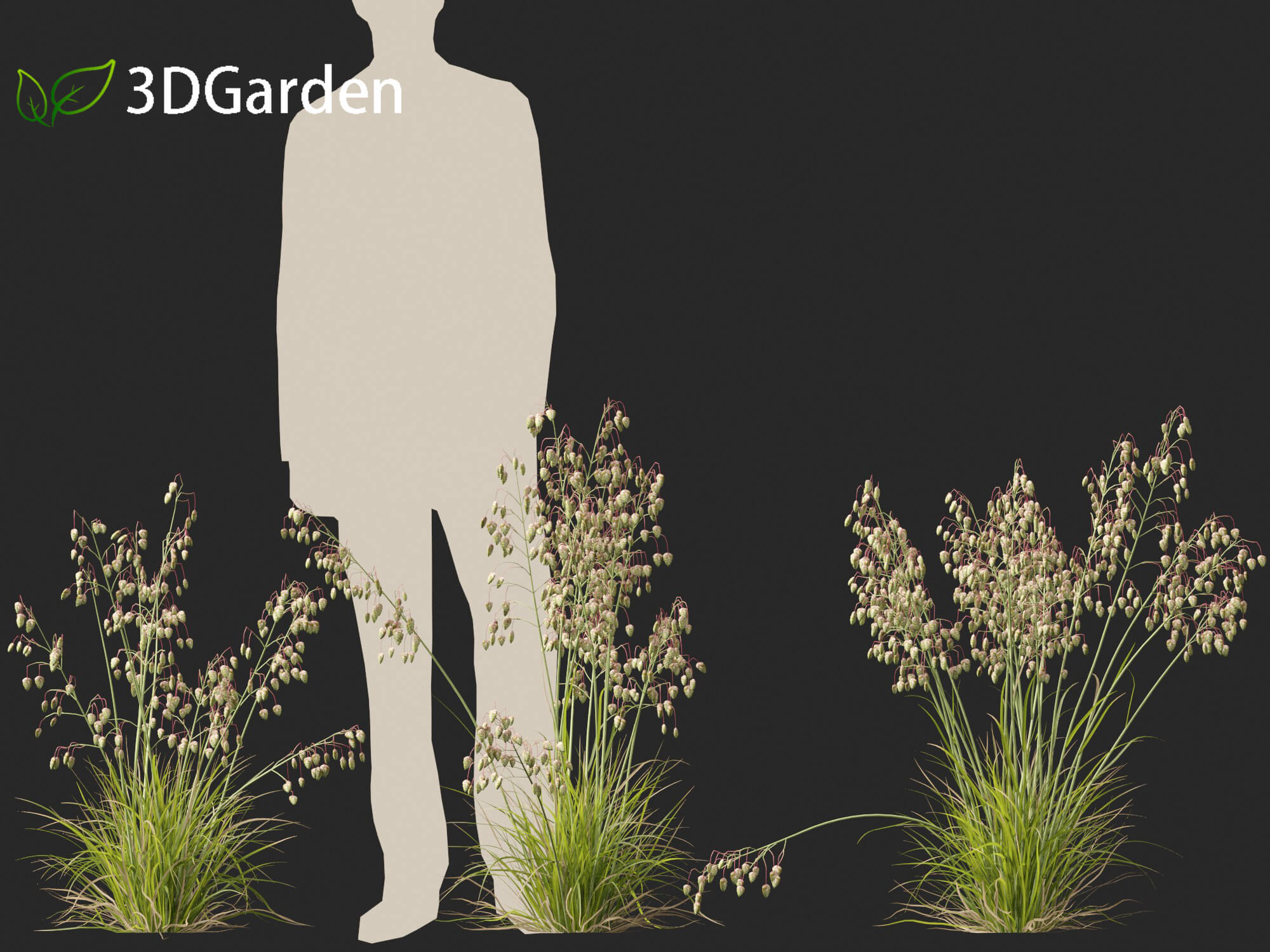 Briza Media - Common Quaking Grass 01 3D Model by 3dgardenplants