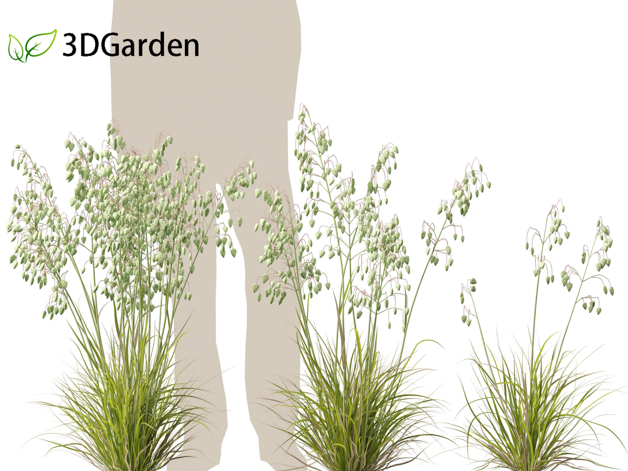 Briza Media - Common Quaking Grass 01 3D Model by 3dgardenplants
