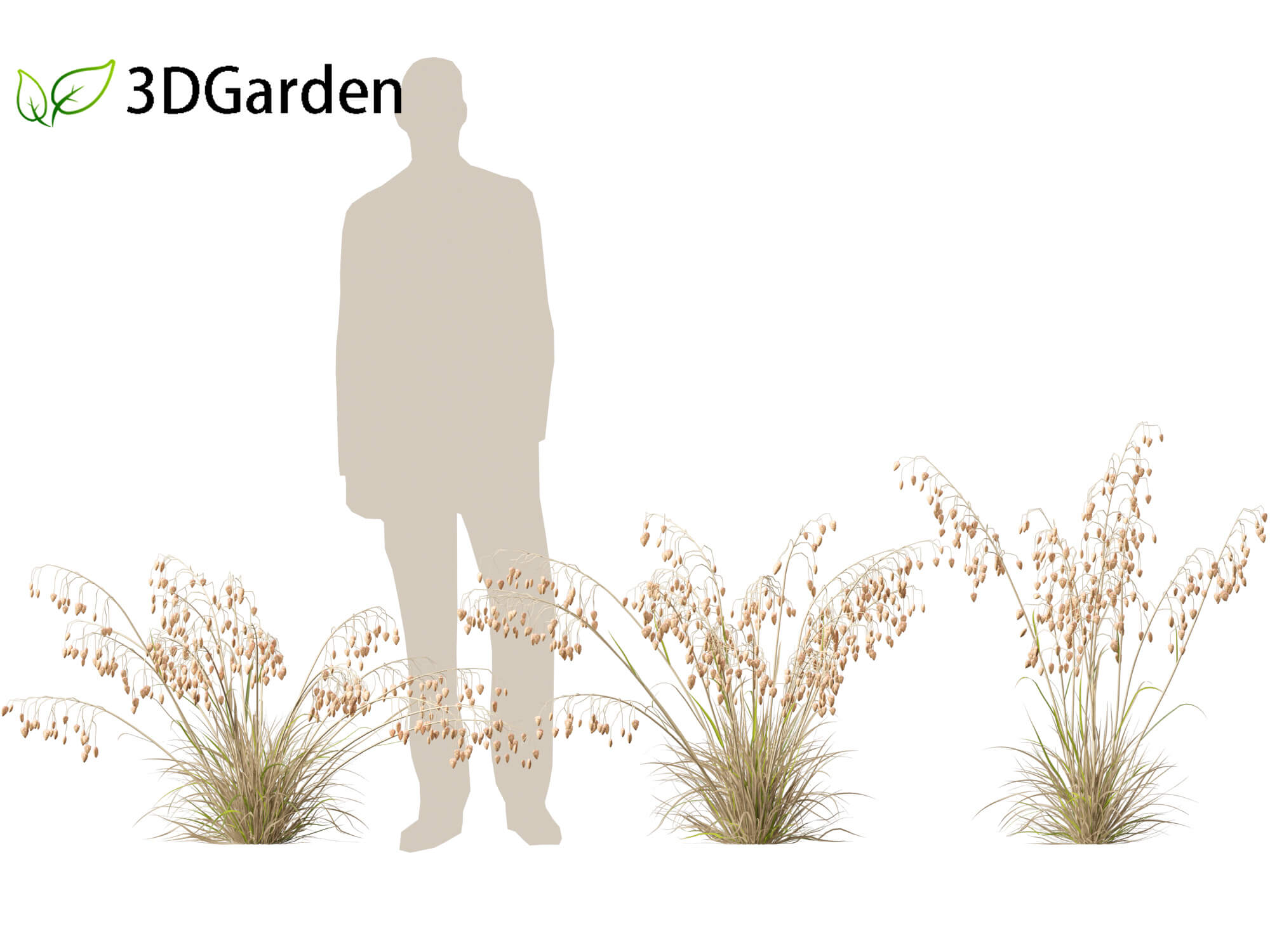 Briza Media - Common Quaking Grass 01 3D Model by 3dgardenplants