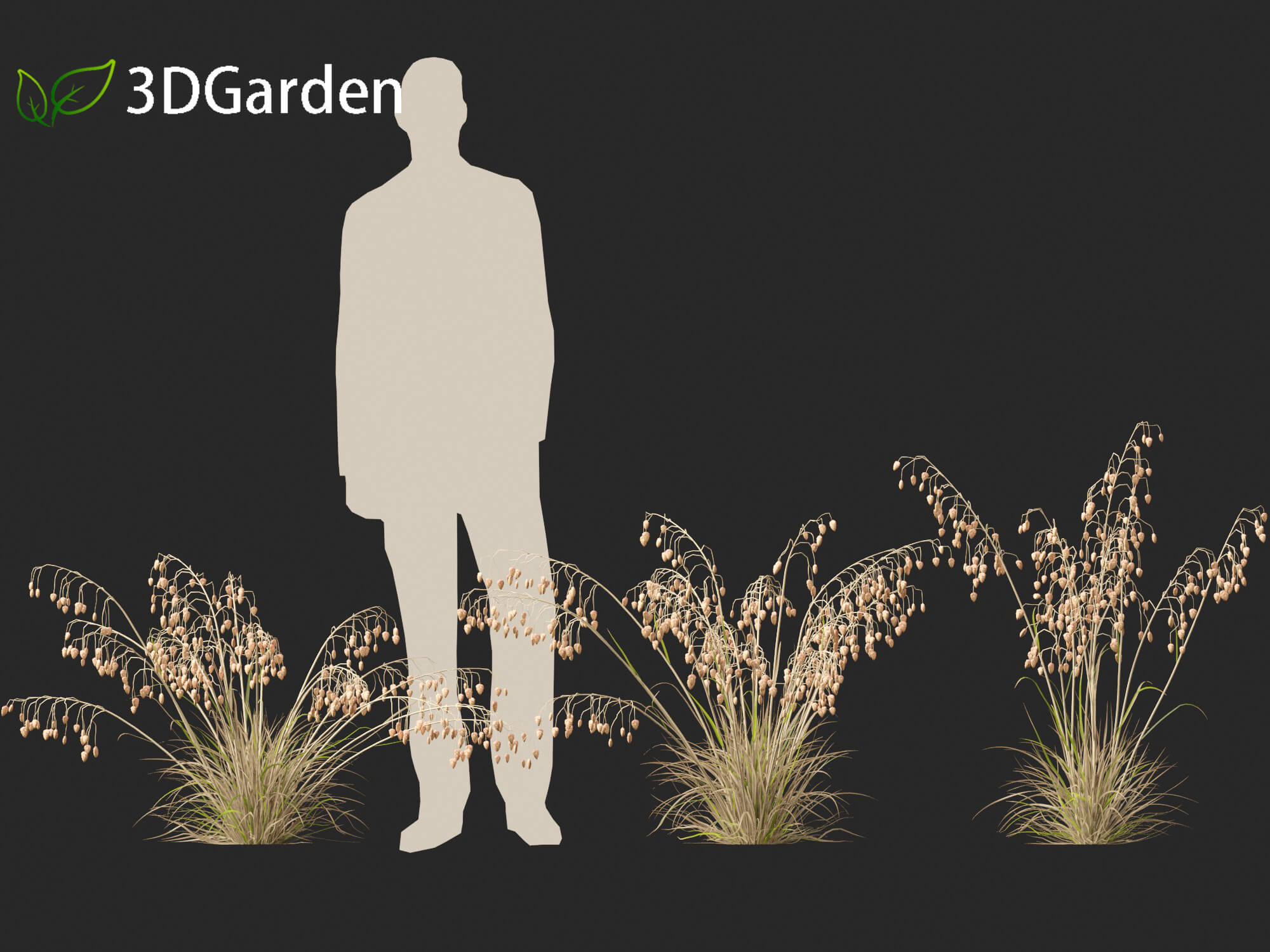 Briza Media - Common Quaking Grass 01 3D Model by 3dgardenplants