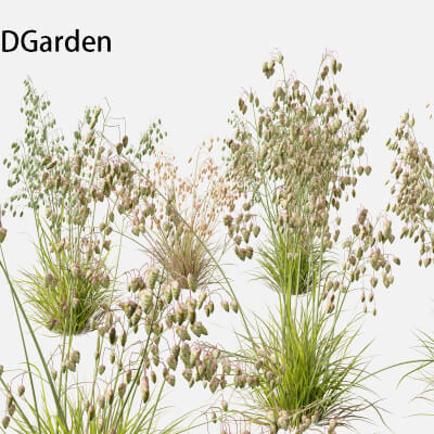 Briza Media - Common Quaking Grass 01 3D Model by 3dgardenplants