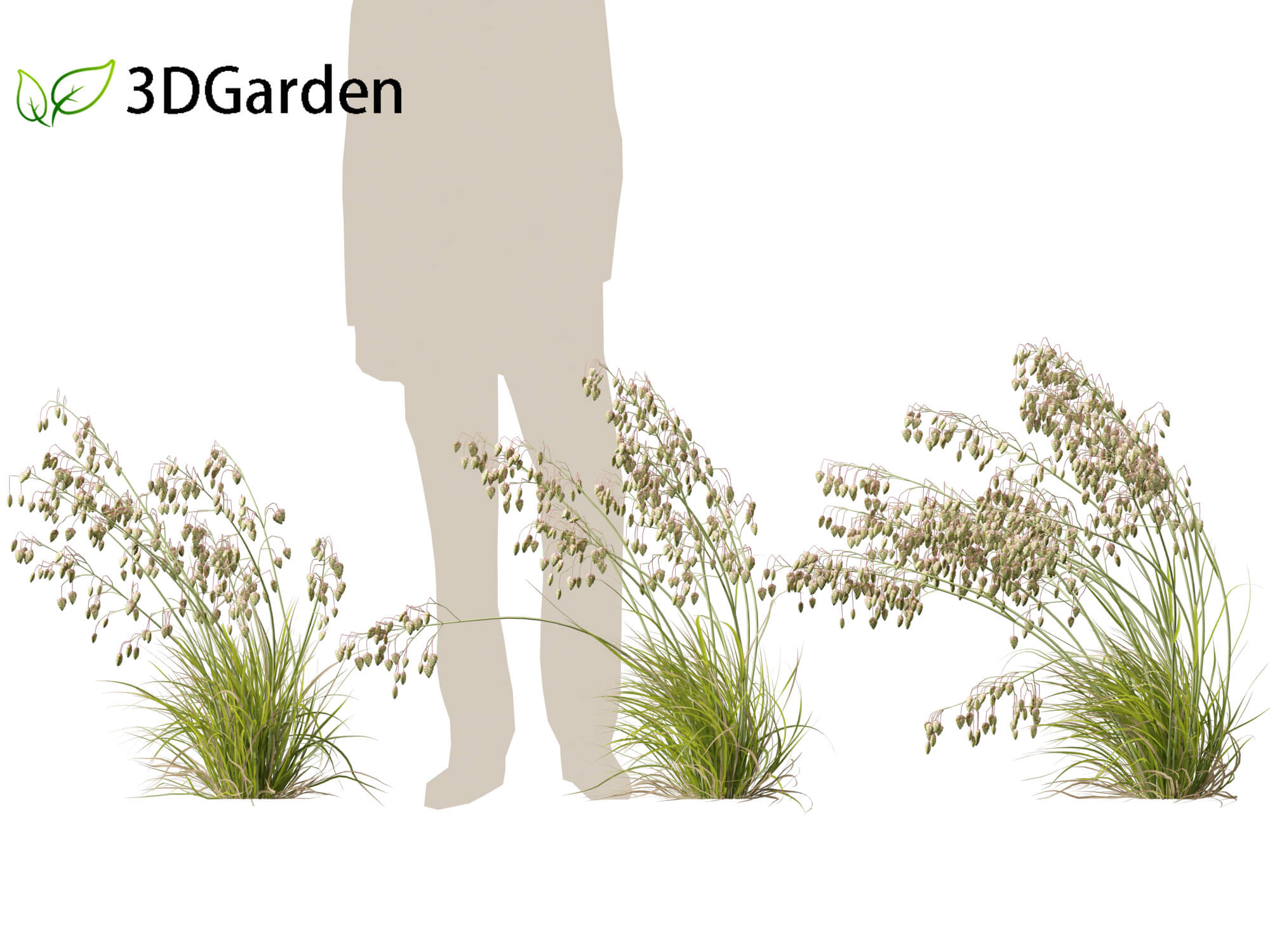 Briza Media - Common Quaking Grass 02 3D Model by 3dgardenplants