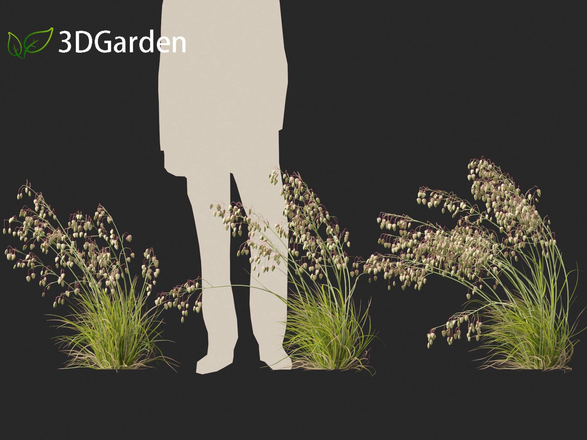 Briza Media - Common Quaking Grass 02 3D Model by 3dgardenplants