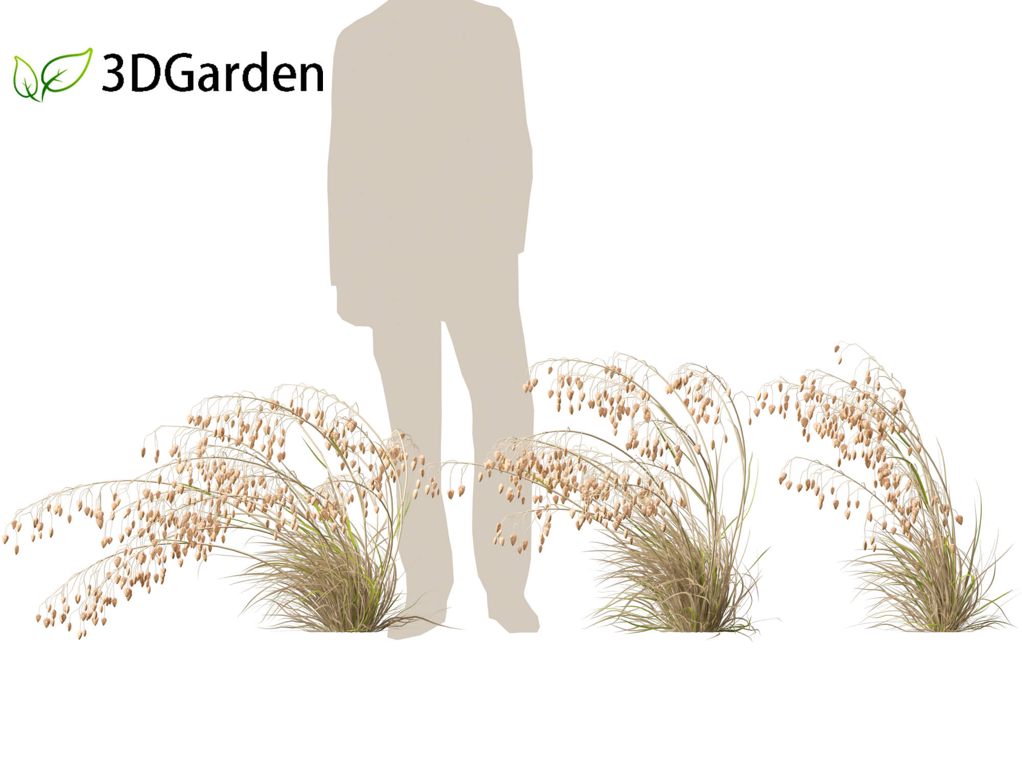 Briza Media - Common Quaking Grass 02 3D Model by 3dgardenplants