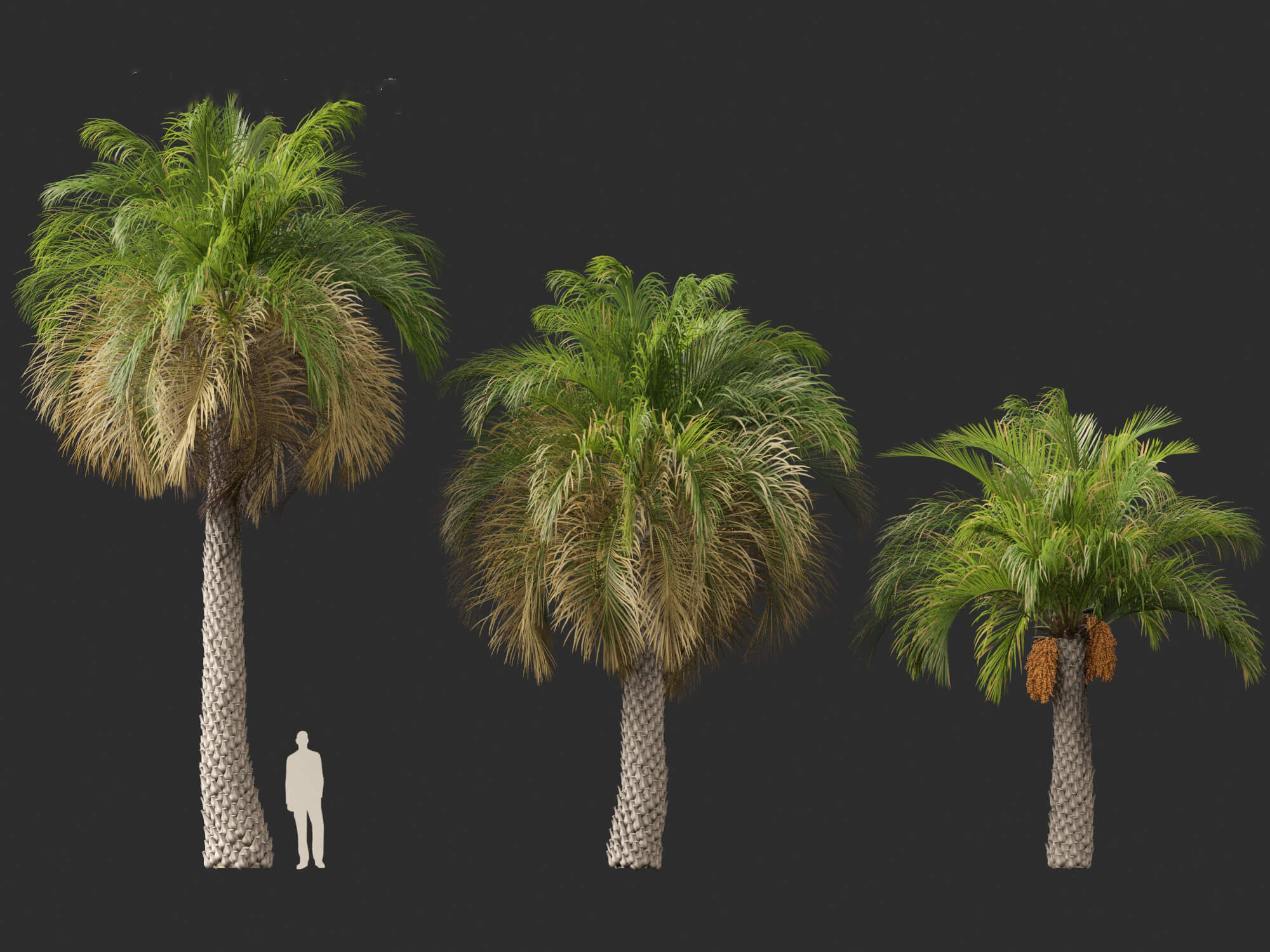 Butia Capitata - Jelly Palm 3D Model by 3dgardenplants
