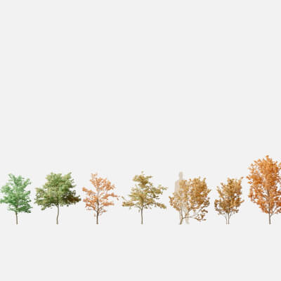 3D Models | Trees | Butterflies | RenderHub