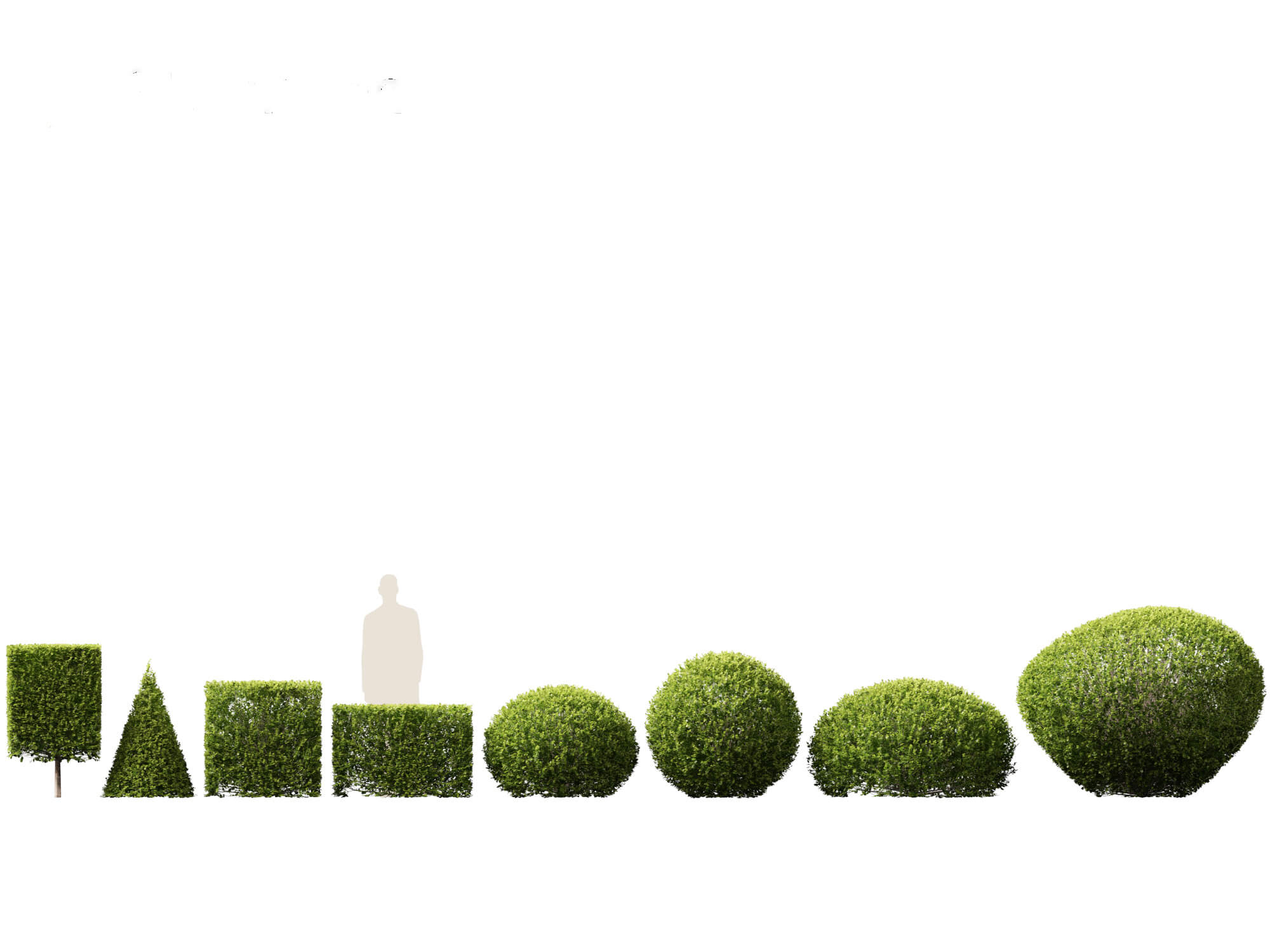 Buxus Sempervirens - Common Boxwood 3D Model by 3dgardenplants