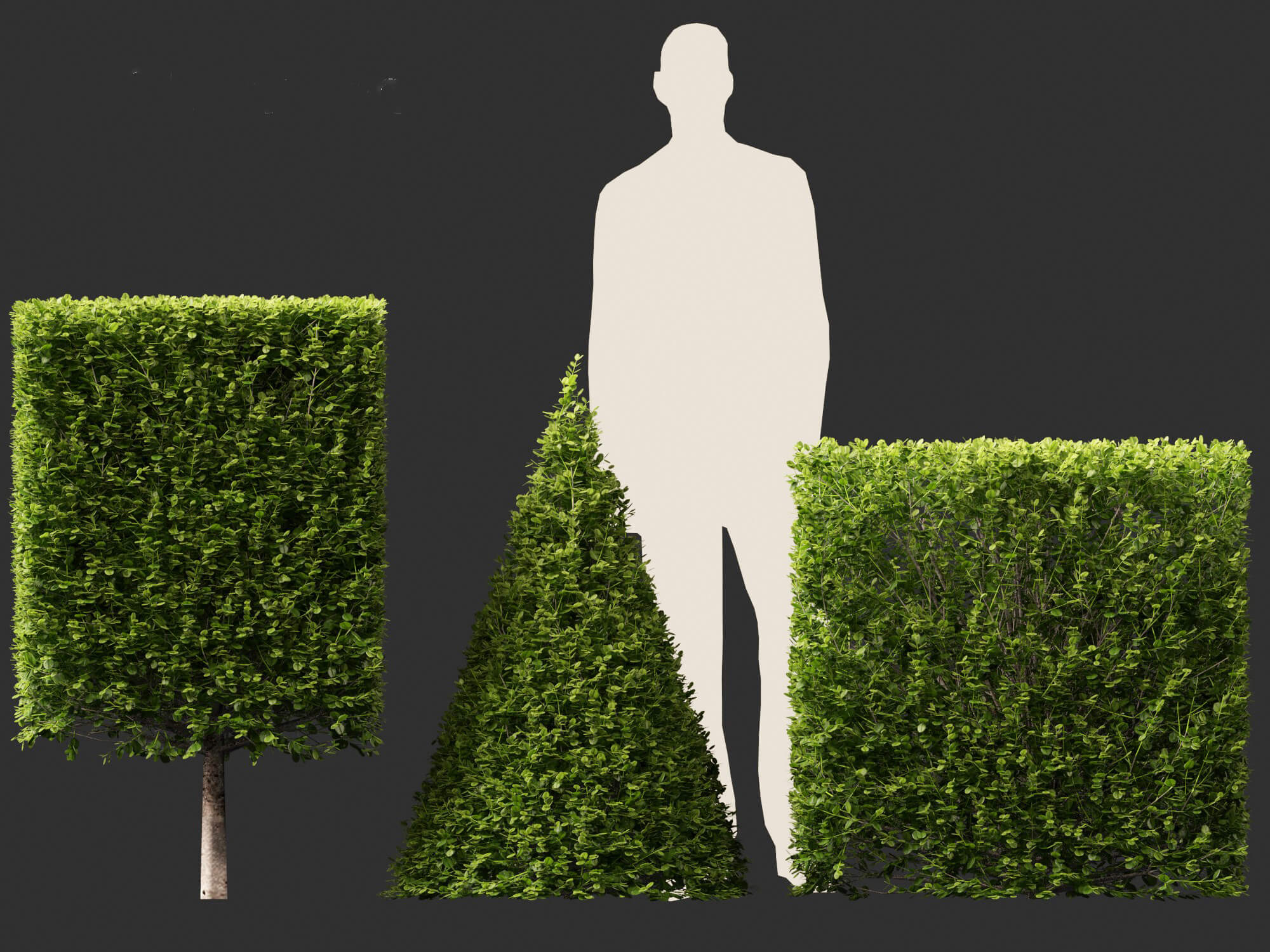 Buxus Sempervirens - Common Boxwood 3D Model by 3dgardenplants