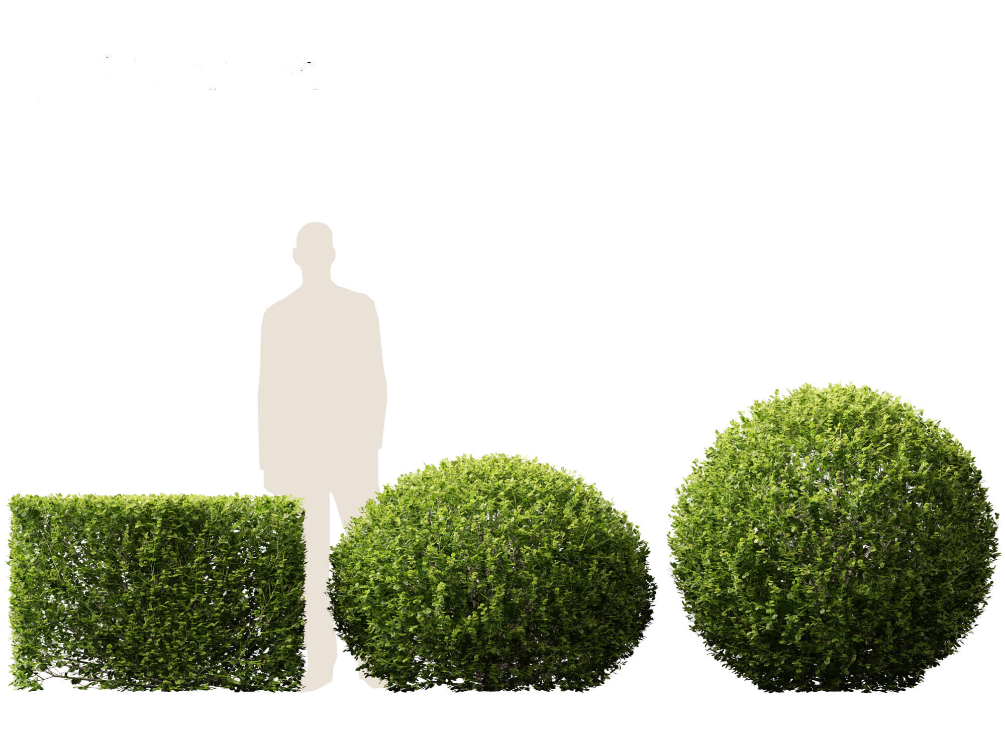 Buxus Sempervirens - Common Boxwood 3D Model by 3dgardenplants