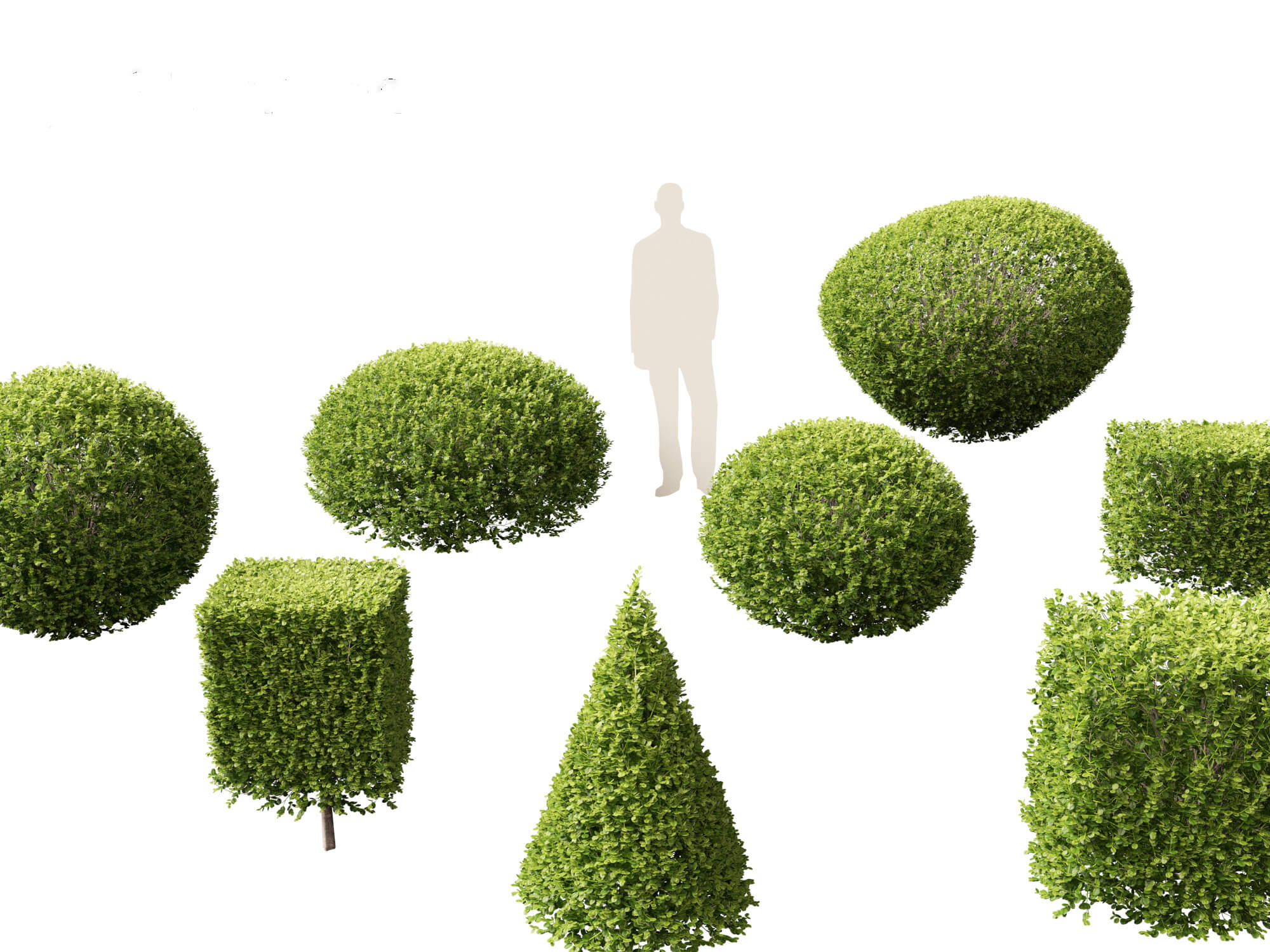 Buxus Sempervirens - Common Boxwood 3D Model by 3dgardenplants