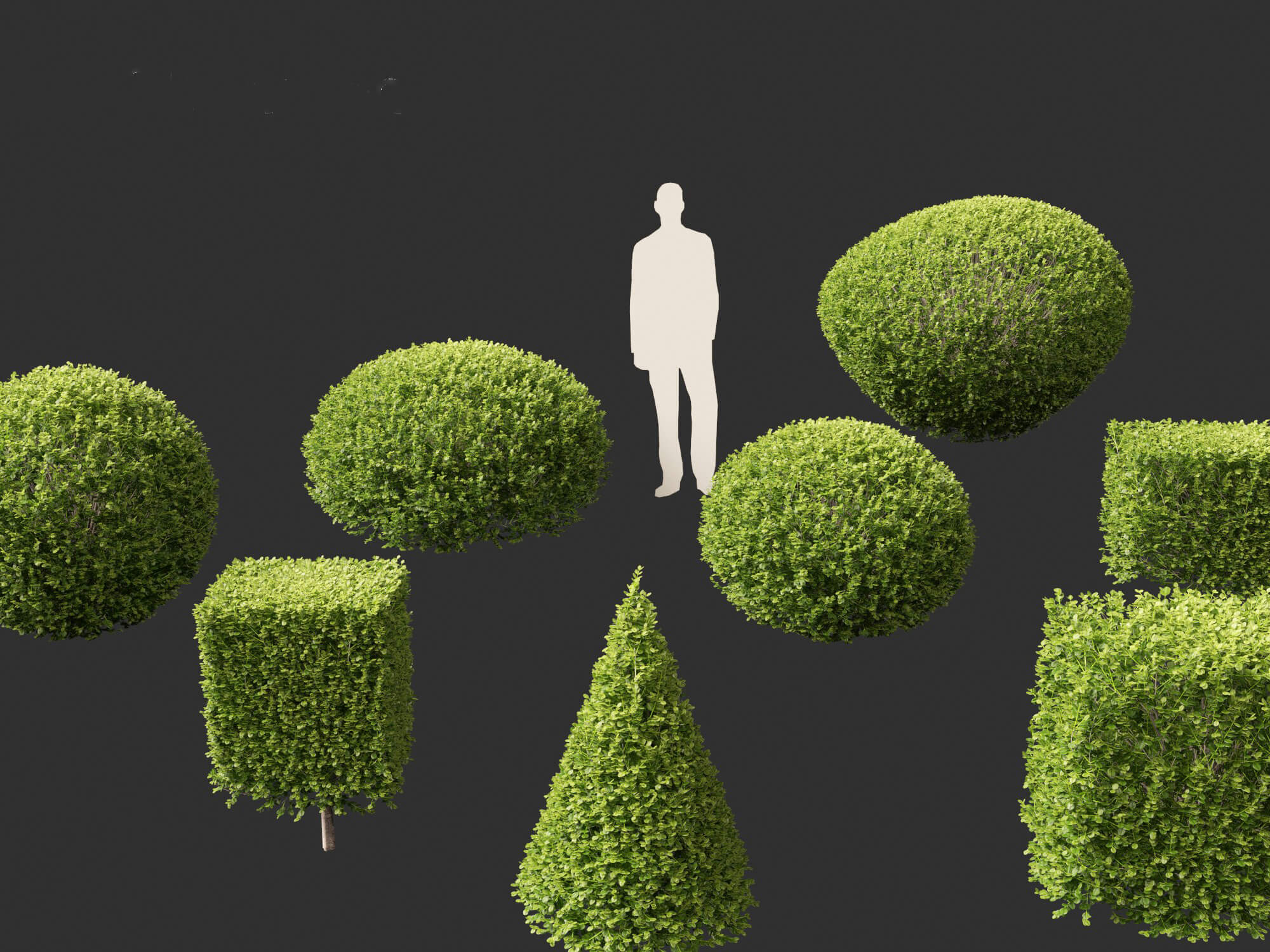 Buxus Sempervirens - Common Boxwood 3D Model by 3dgardenplants