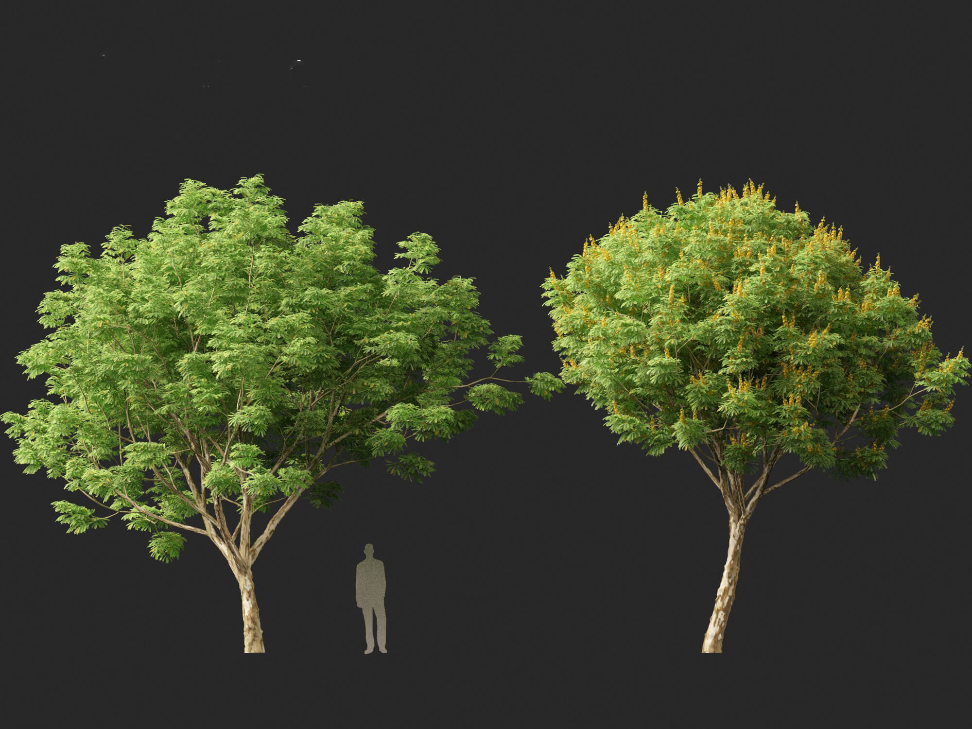 Caesalpinia Ferrea - 3D Model by 3dgardenplants