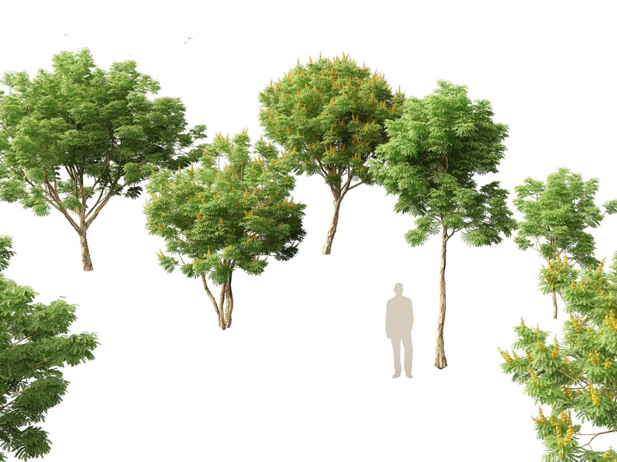 Caesalpinia Ferrea - 3D Model by 3dgardenplants