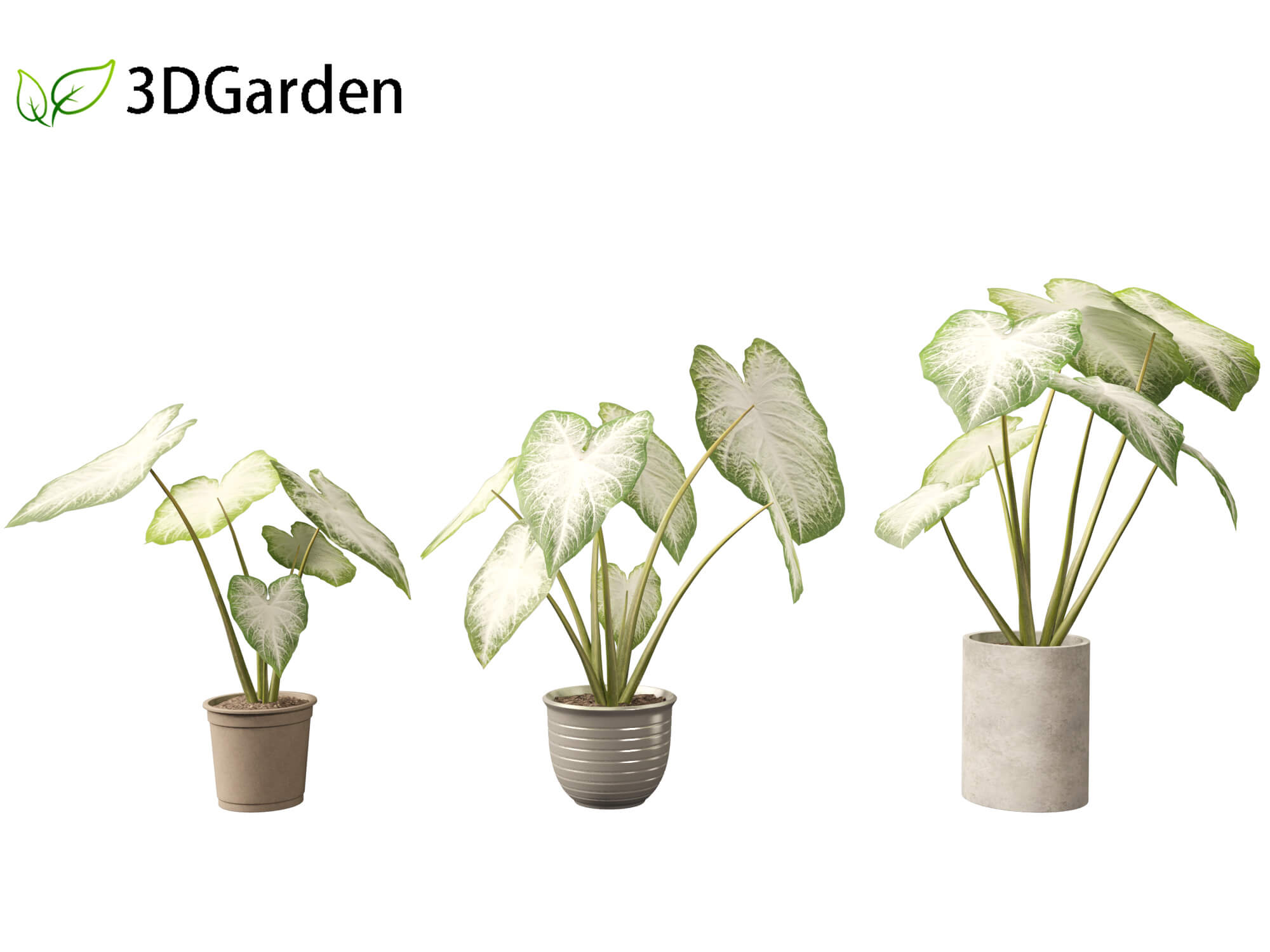 Caladium Aaron - Angel Wings 3D Model by 3dgardenplants