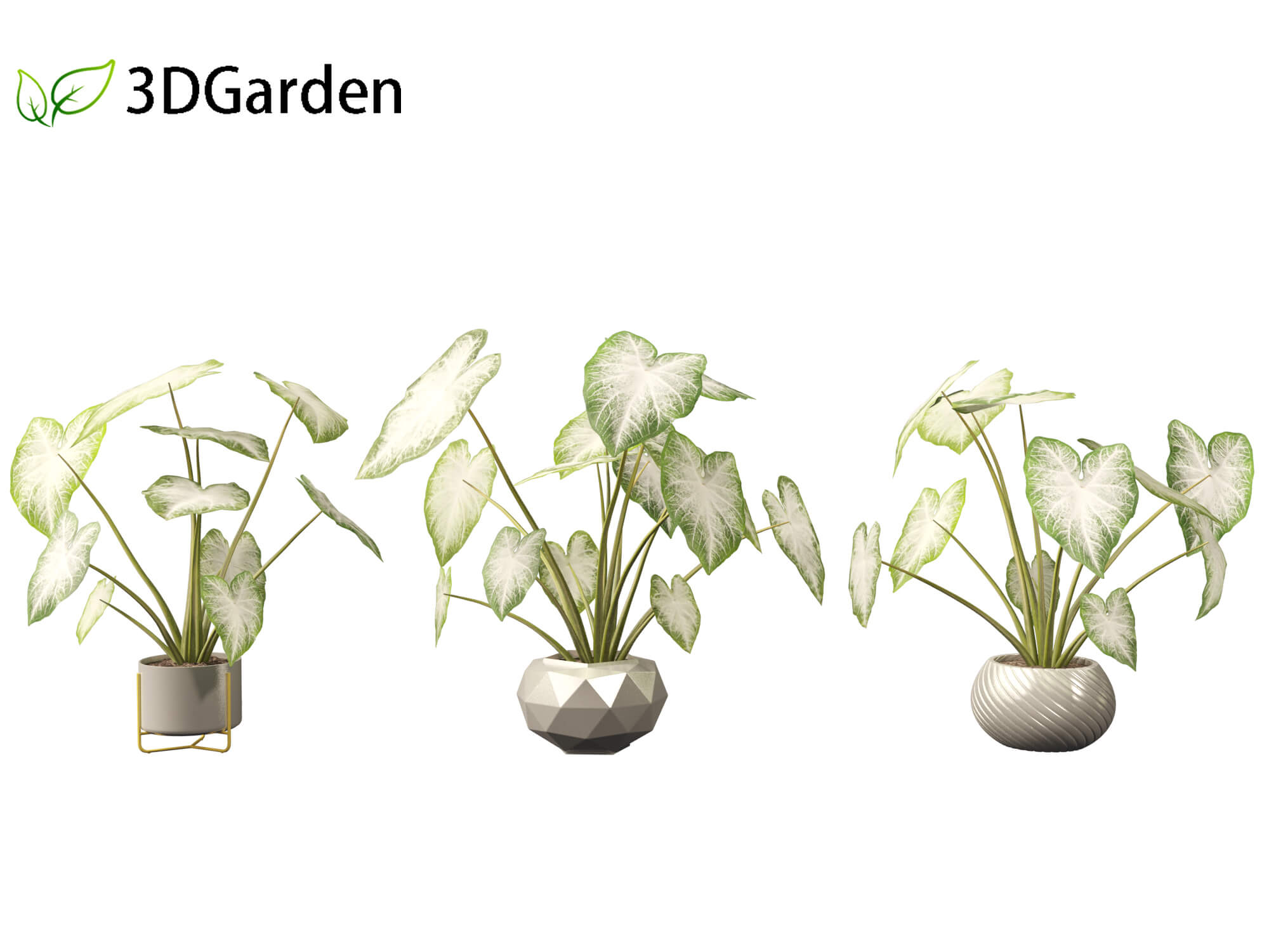 Caladium Aaron - Angel Wings 3D Model by 3dgardenplants