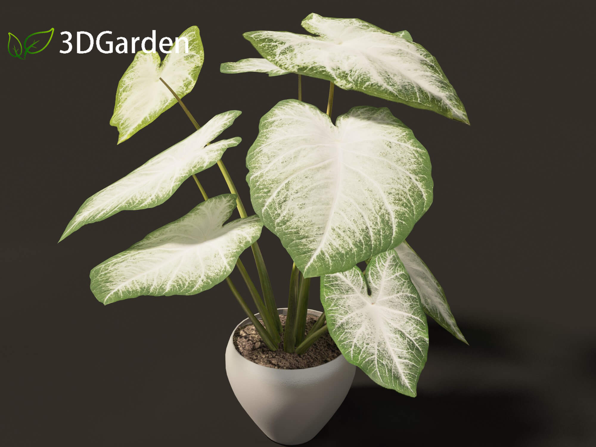 Caladium Aaron - Angel Wings 3D Model by 3dgardenplants