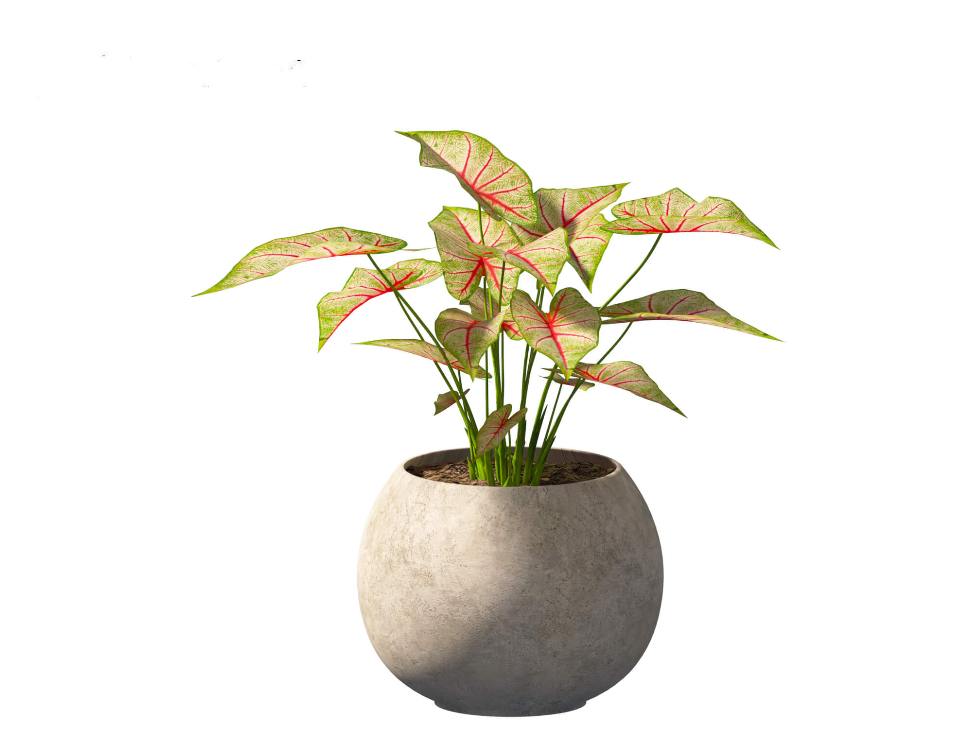 Caladium Bicolor - Angel Wings 3D Model by 3dgardenplants
