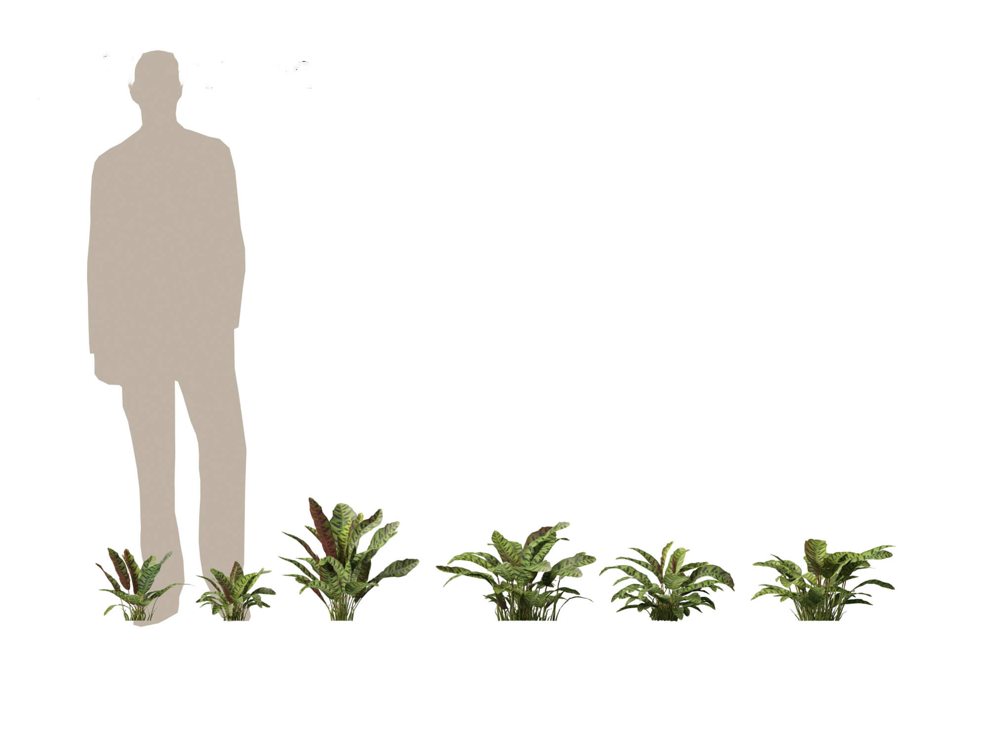 Calathea Insignis - Rattlesnake Plant 01 3D Model by 3dgardenplants