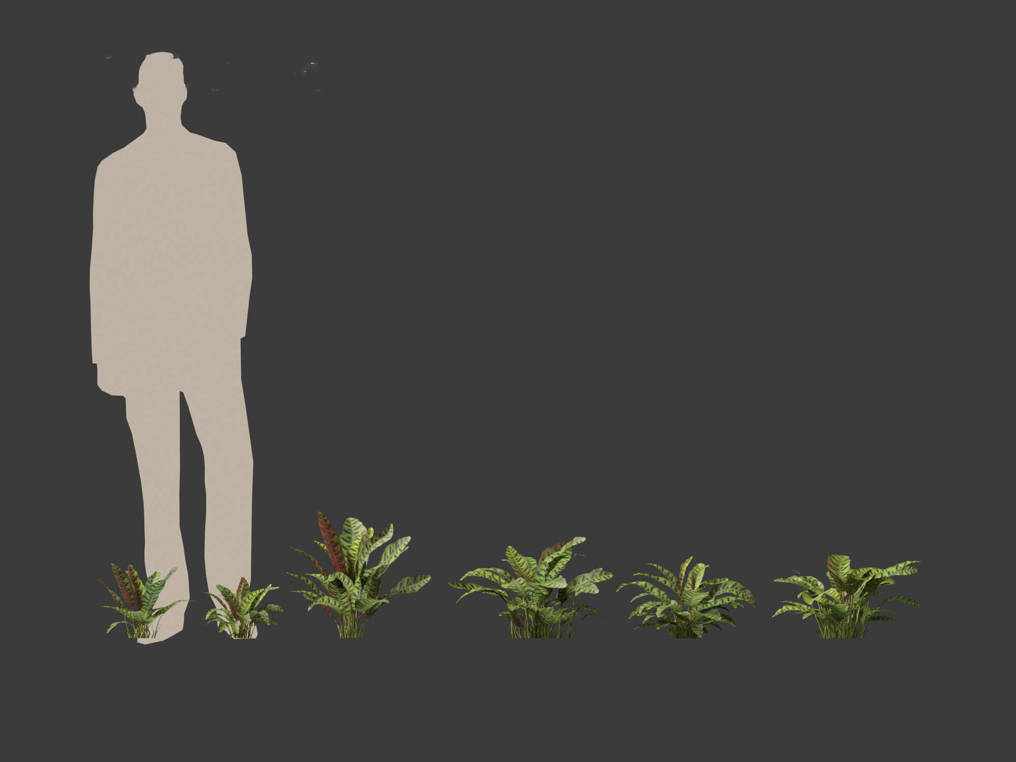 Calathea Insignis - Rattlesnake Plant 01 3D Model by 3dgardenplants