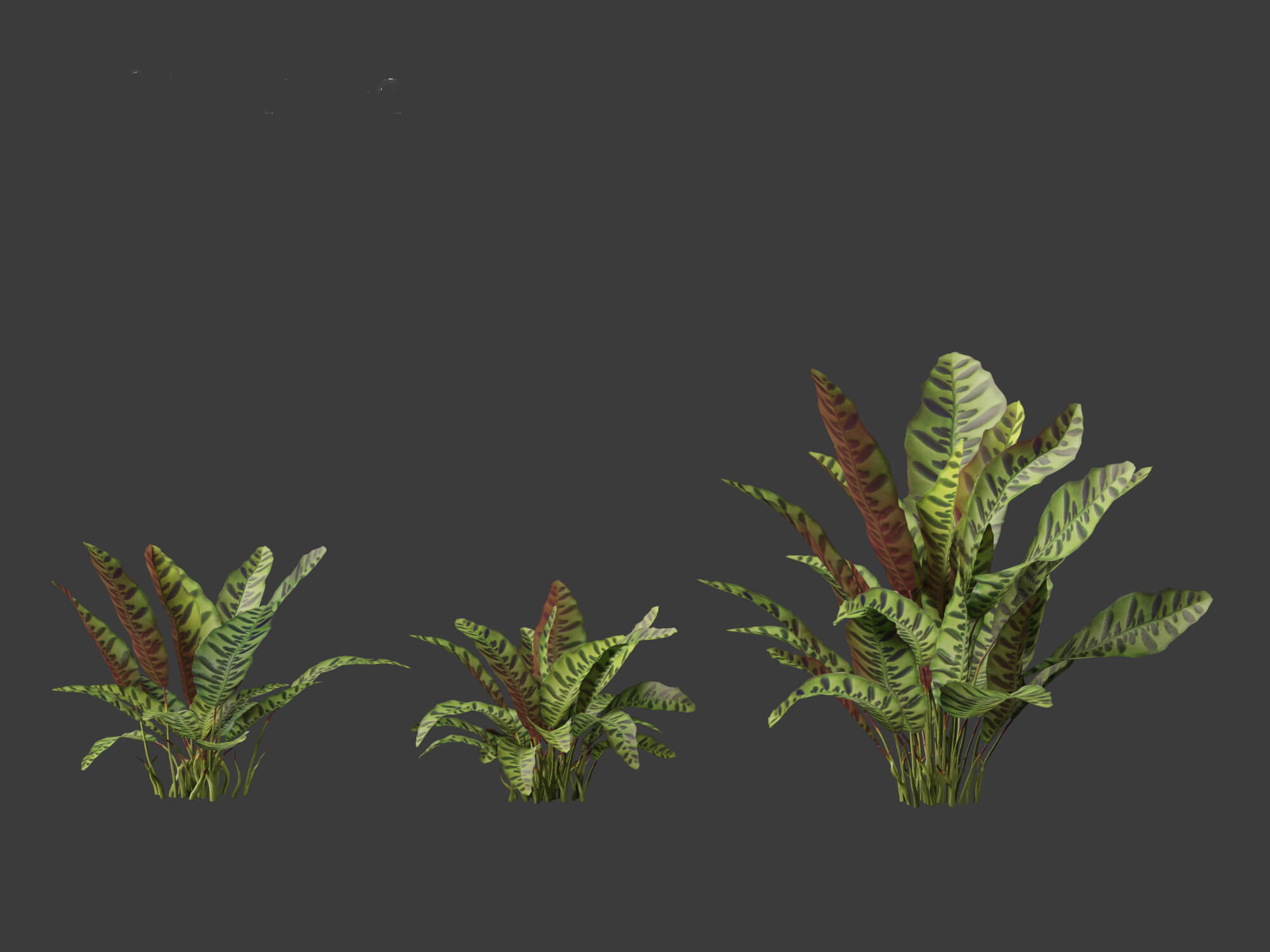 Calathea Insignis - Rattlesnake Plant 01 3D Model by 3dgardenplants