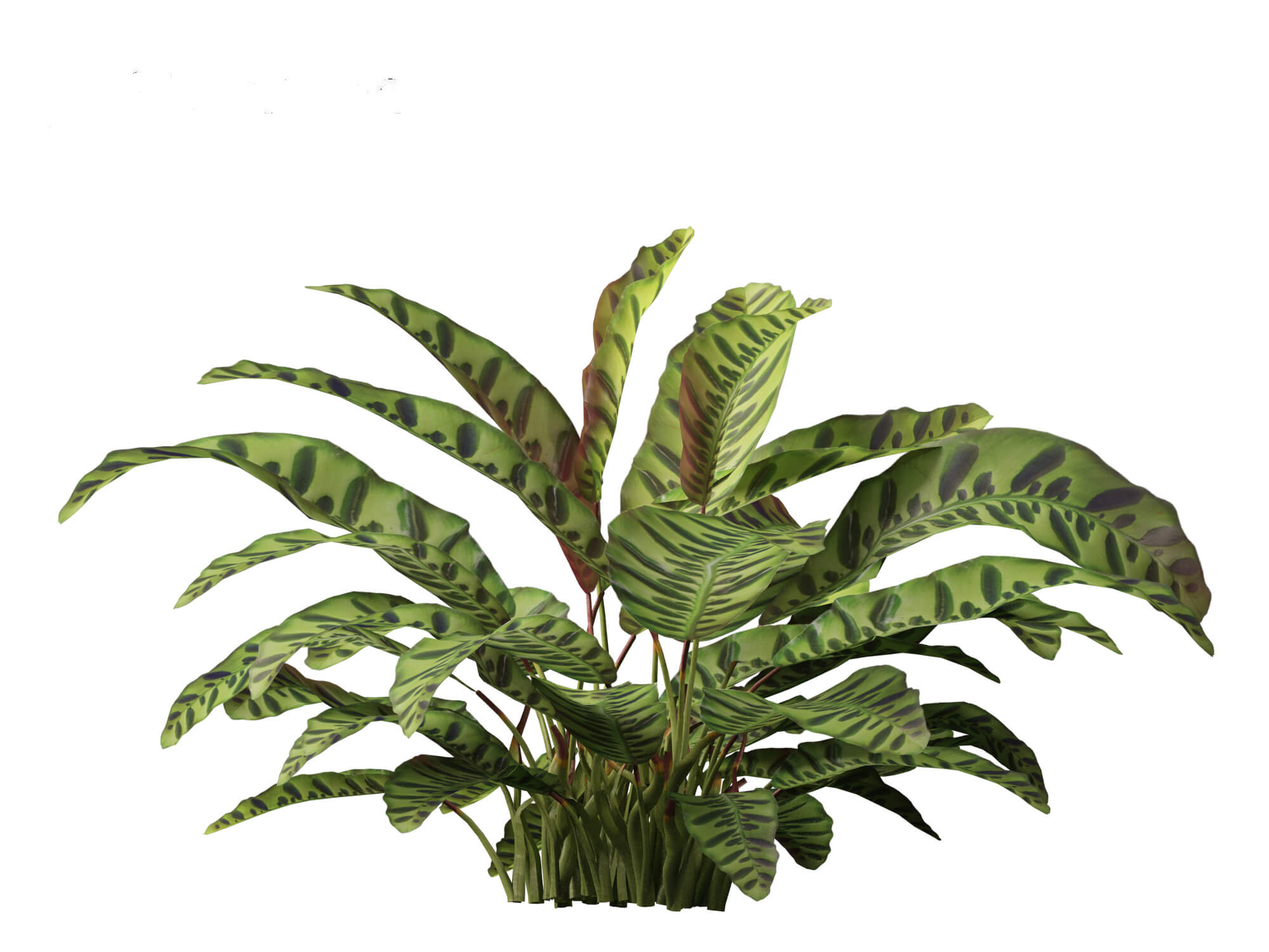 Calathea Insignis - Rattlesnake Plant 01 3D Model by 3dgardenplants