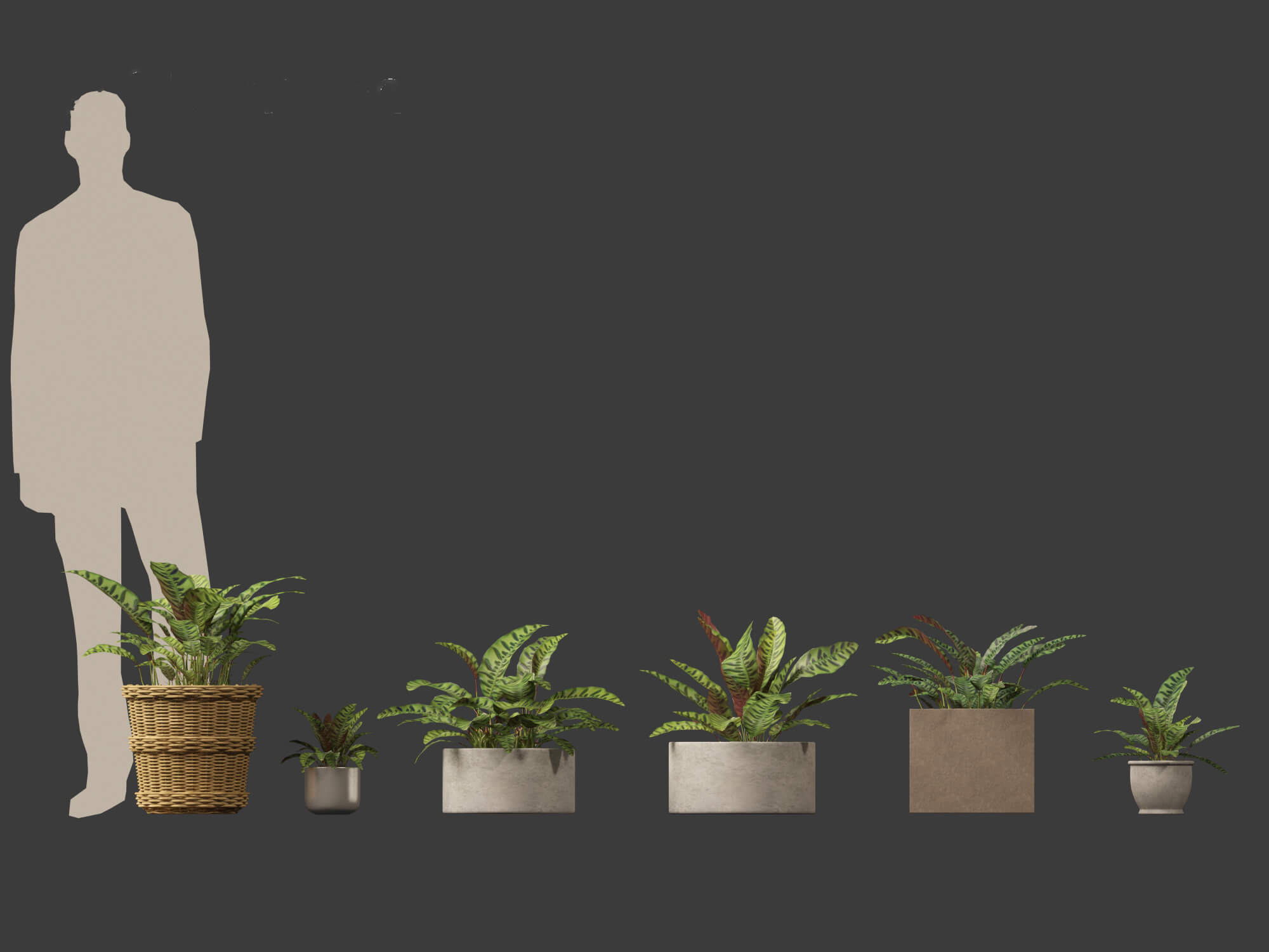 Calathea Insignis - Rattlesnake Plant 02 3D Model by 3dgardenplants